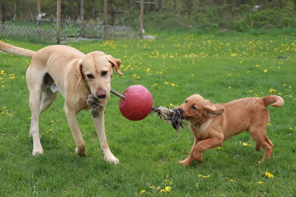 Newfound Retrievers in Michigan | Labrador Retriever puppies | Good Dog