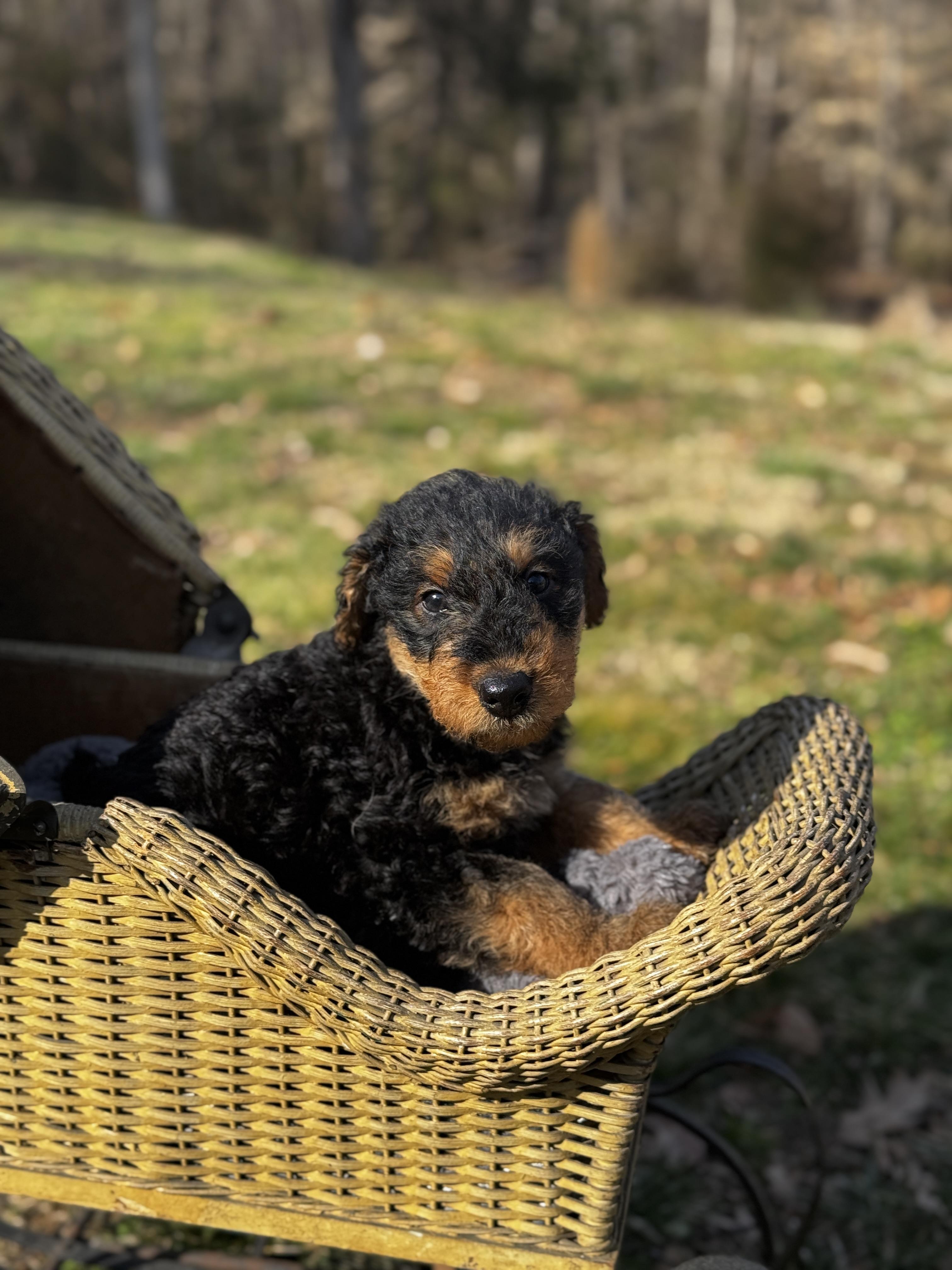 Farm 55 in North Carolina | Airedale Terrier puppies | Good Dog