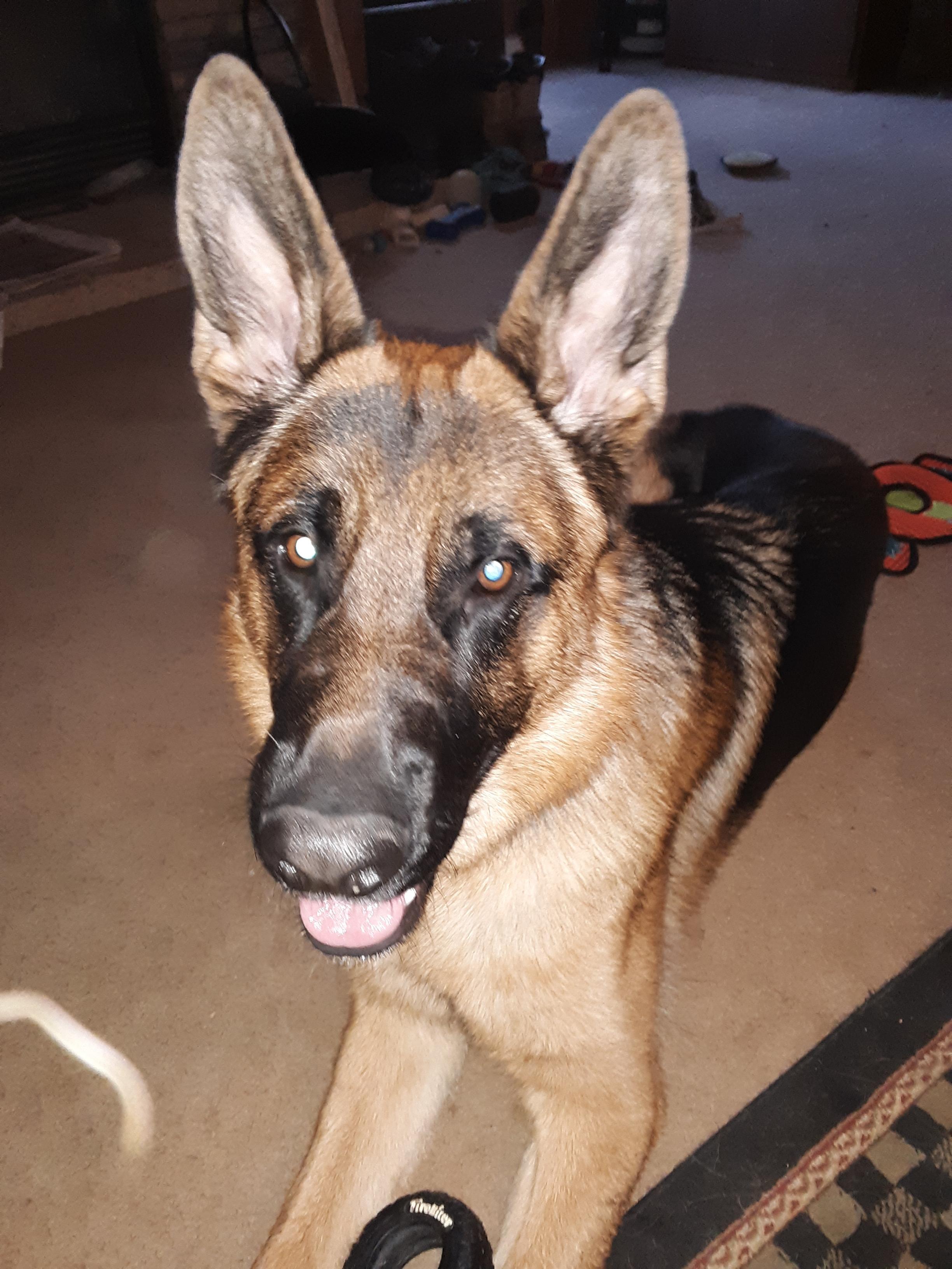 Rosato Shepherds in Pennsylvania | German Shepherd puppies | Good Dog