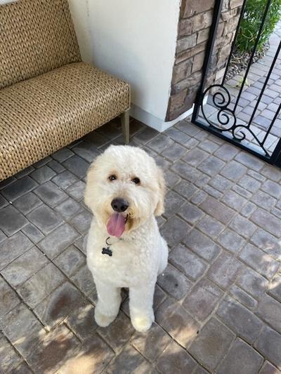 Montaña Doodles in Arizona | Goldendoodle puppies | Good Dog