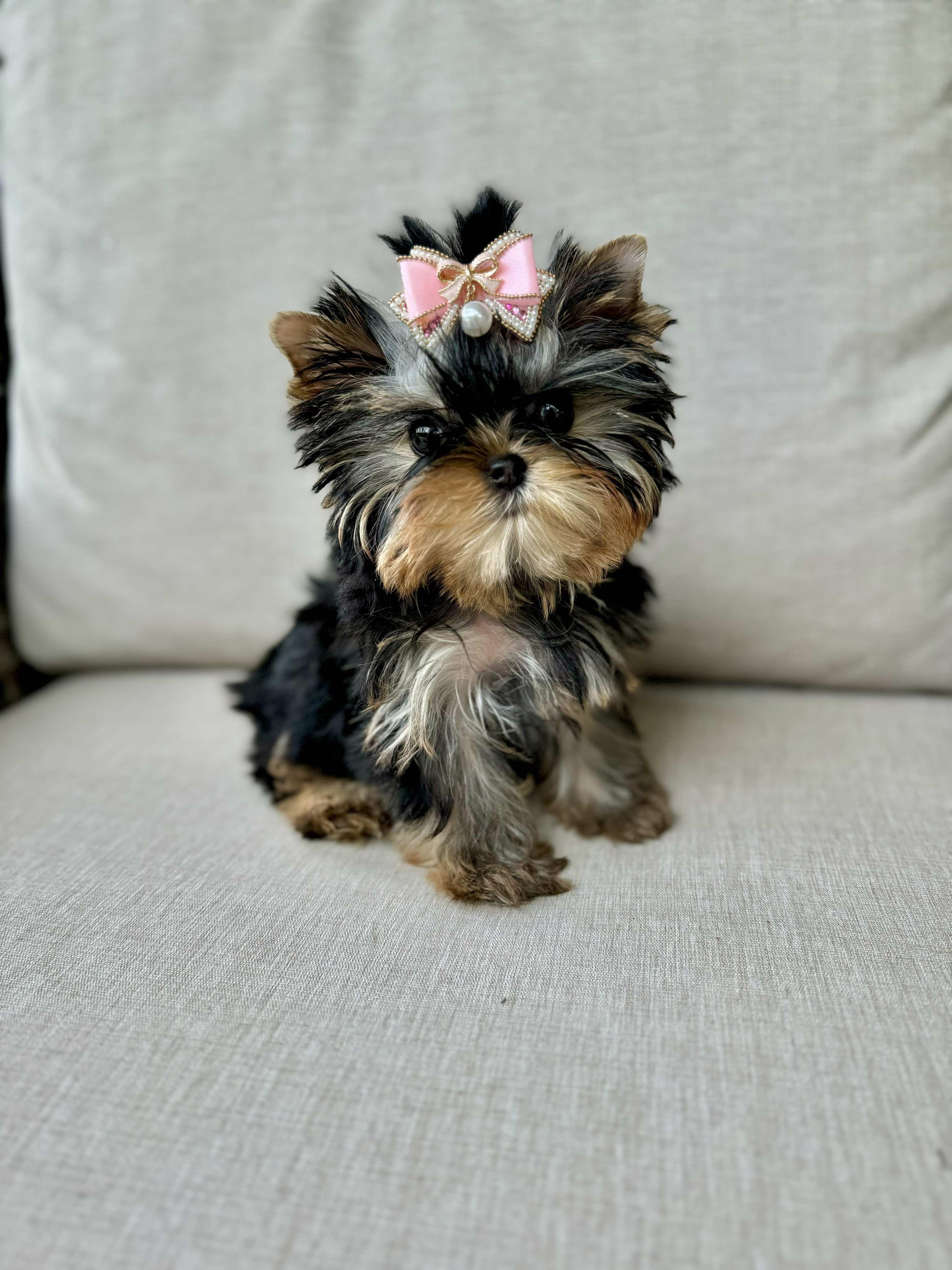Harrington Yorkies in Georgia | Yorkshire Terrier puppies | Good Dog