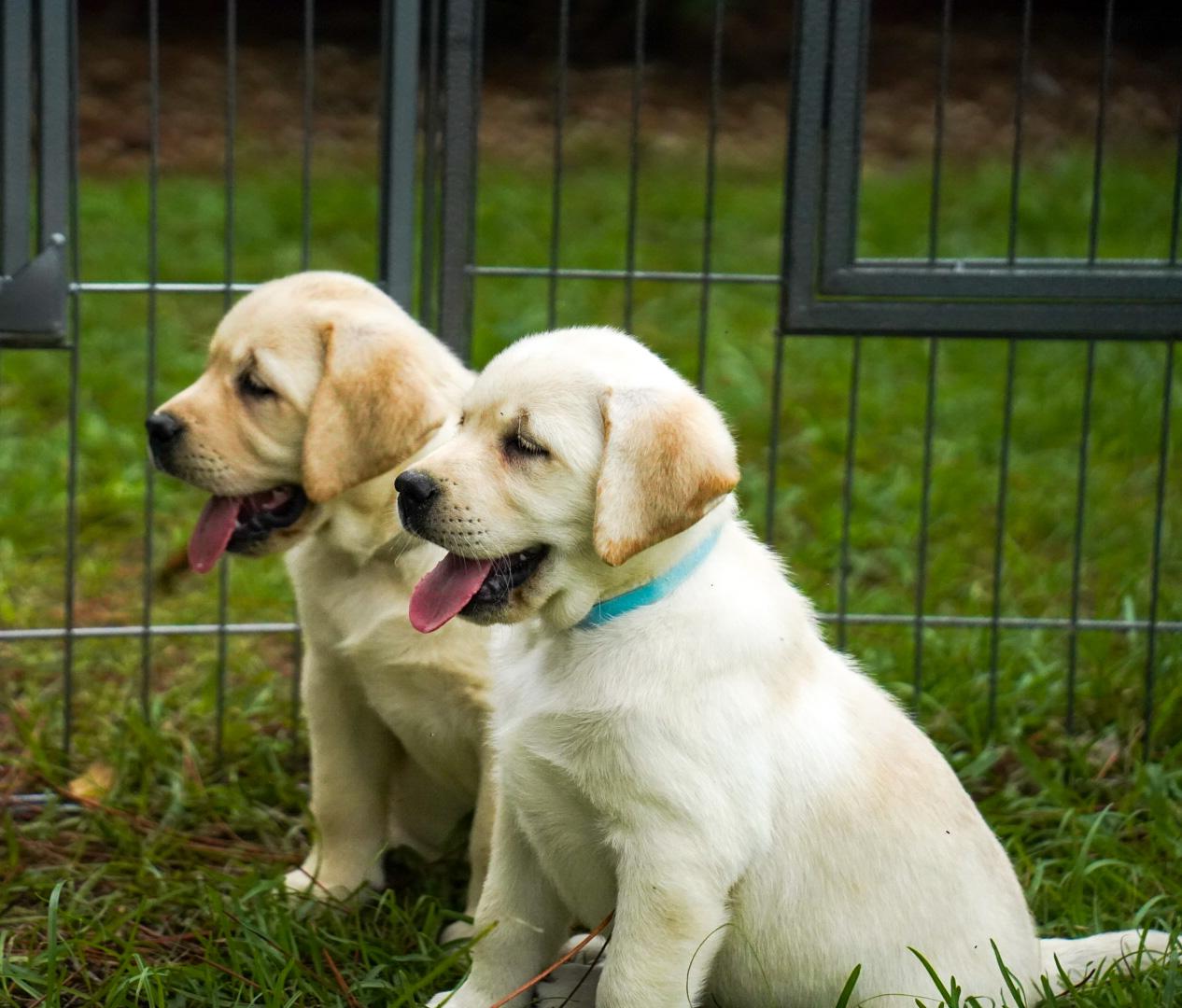Diamond C Labradors in Georgia | Labrador Retriever puppies | Good Dog