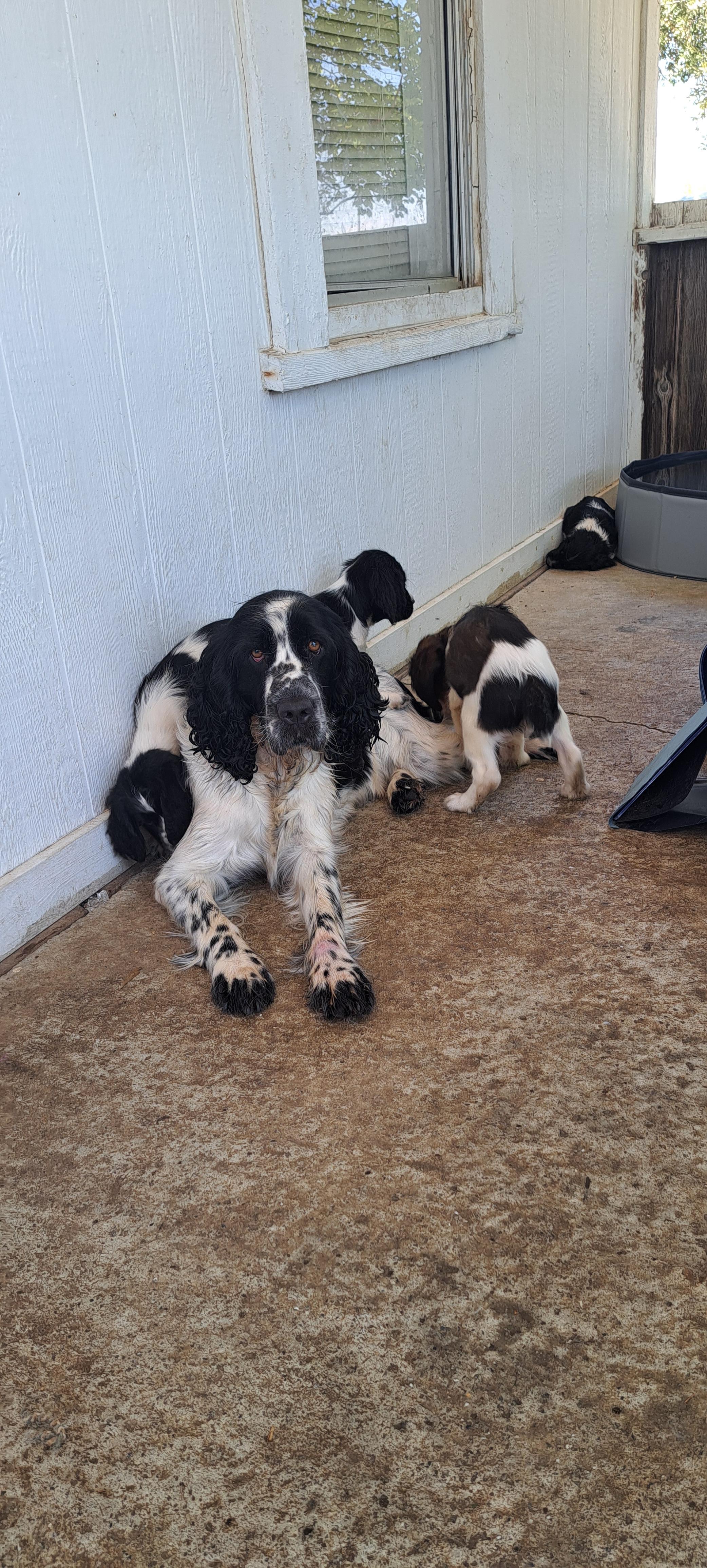 Springer's Journey Spaniels in California | English Springer Spaniel ...