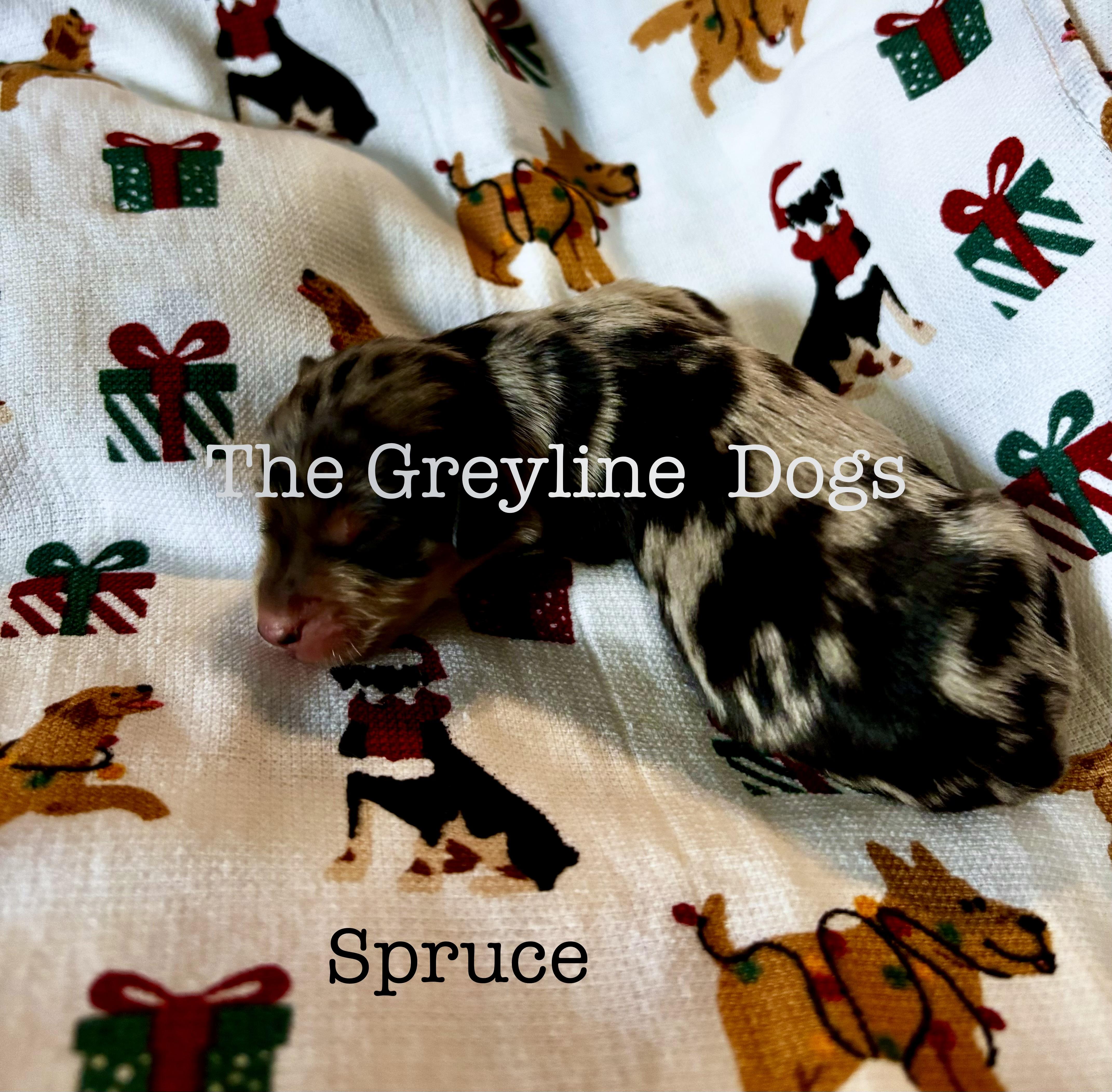 The Greyline Dogs in Kansas | Dachshund and German Shepherd puppies ...