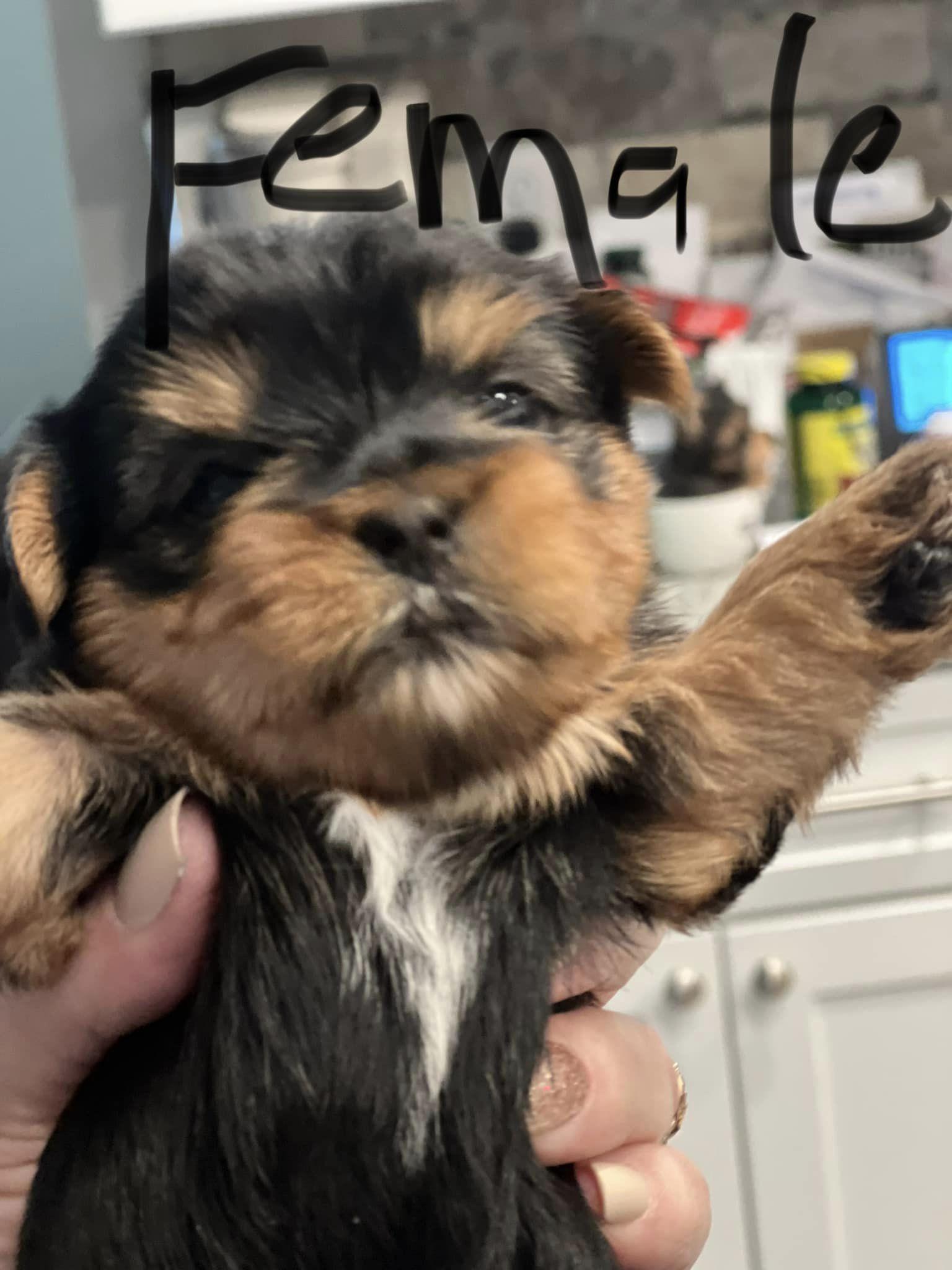 Yorkie Warriors in Tennessee | Yorkshire Terrier puppies | Good Dog