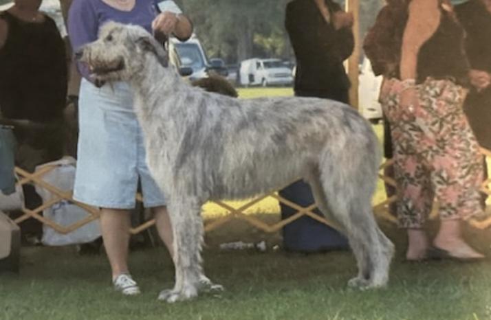 Castlekeeper in Pennsylvania | Irish Wolfhound puppies | Good Dog
