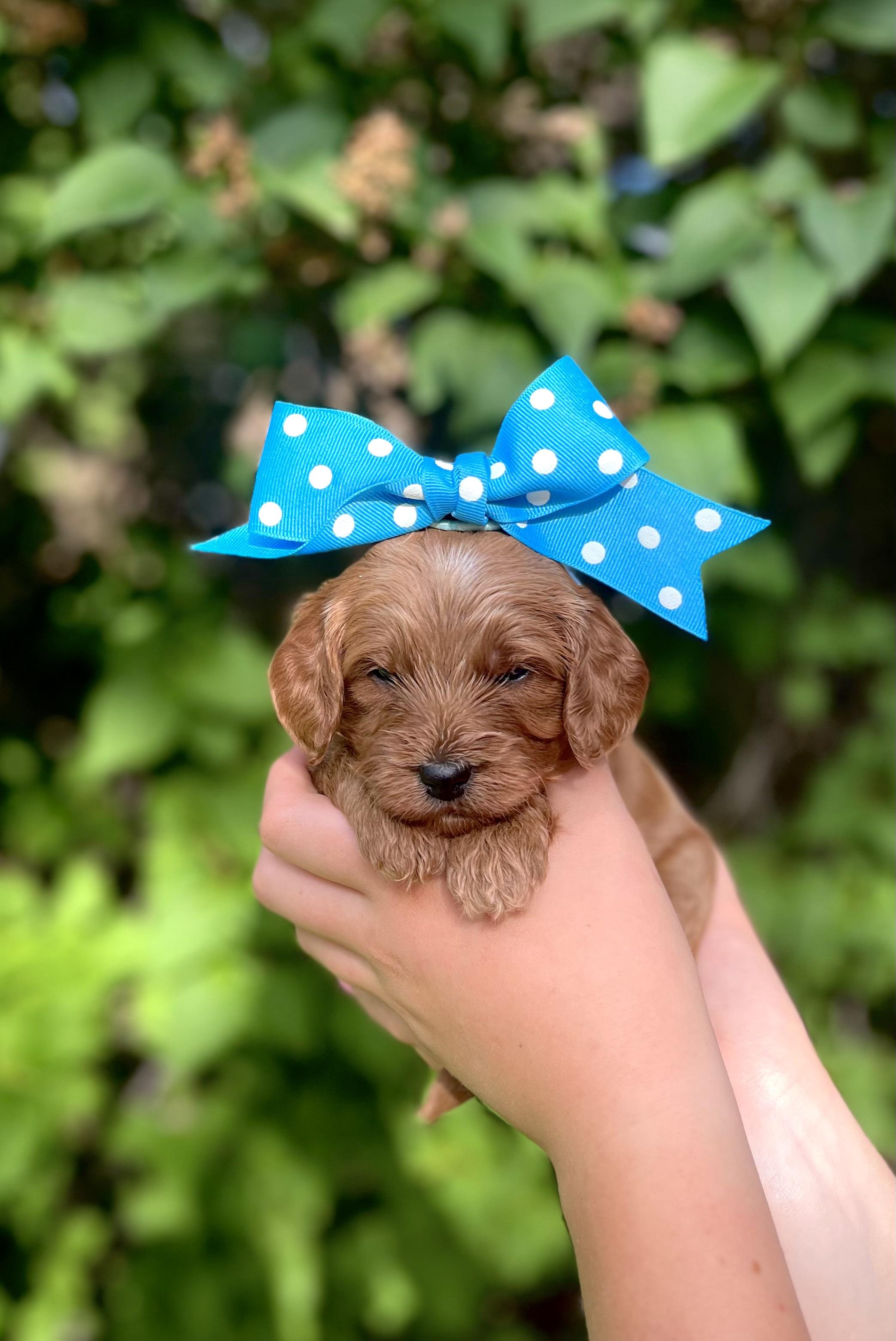 Idaho Sugar Doodle Pups in Idaho | Goldendoodle puppies | Good Dog