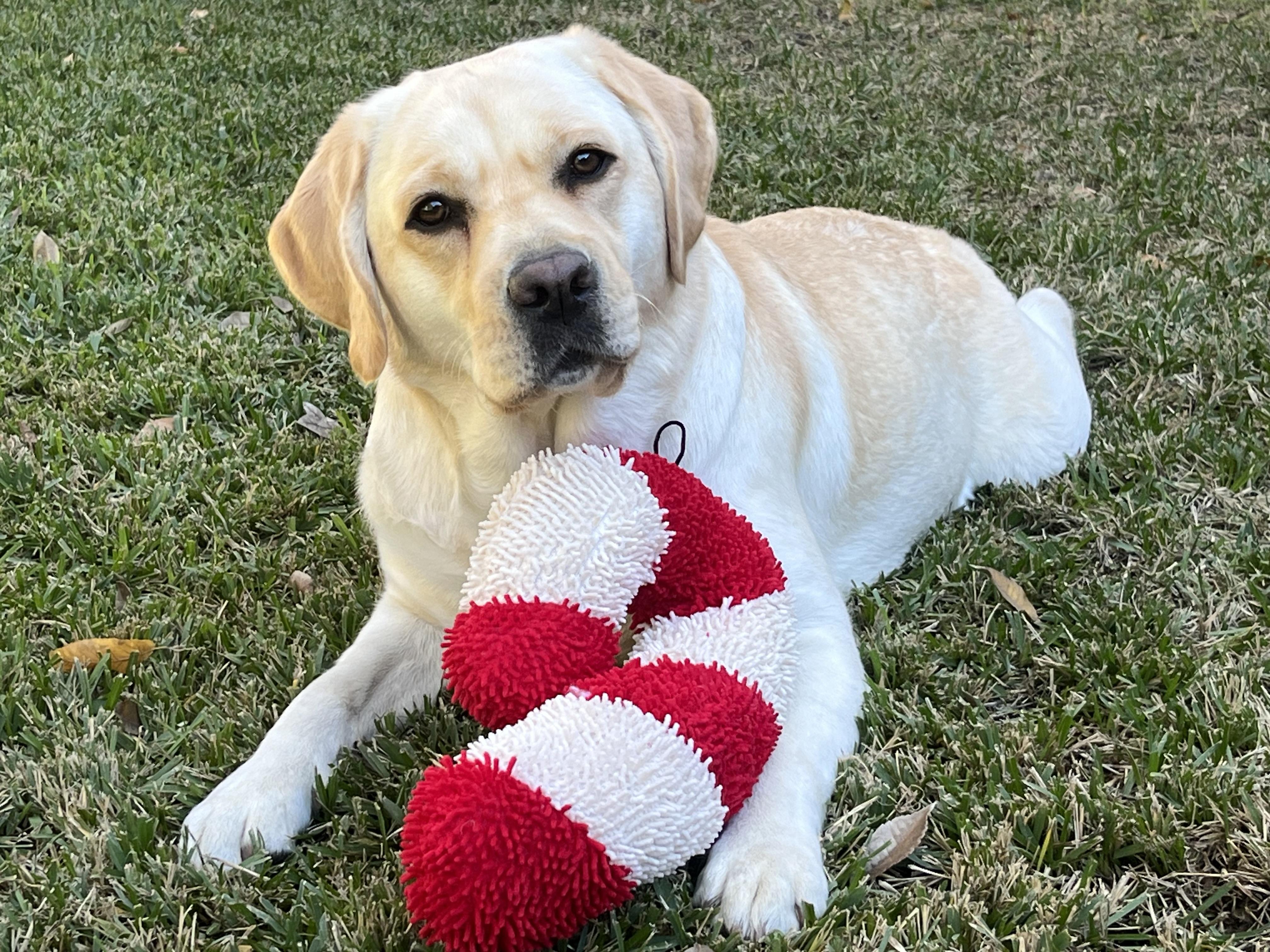 Hatch Labradors in California | Labrador Retriever puppies | Good Dog