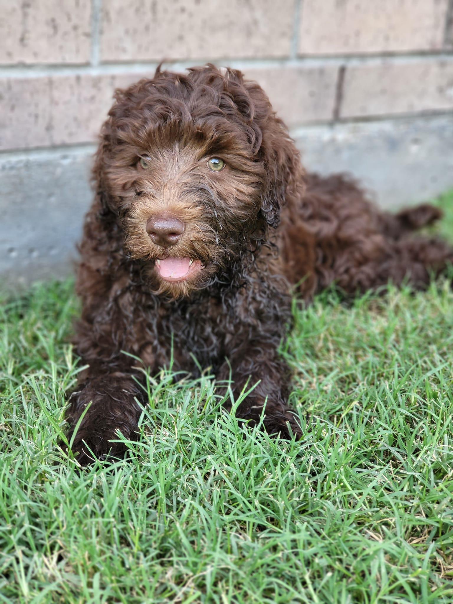 Doodles Kennel in Texas | Australian Labradoodle puppies | Good Dog
