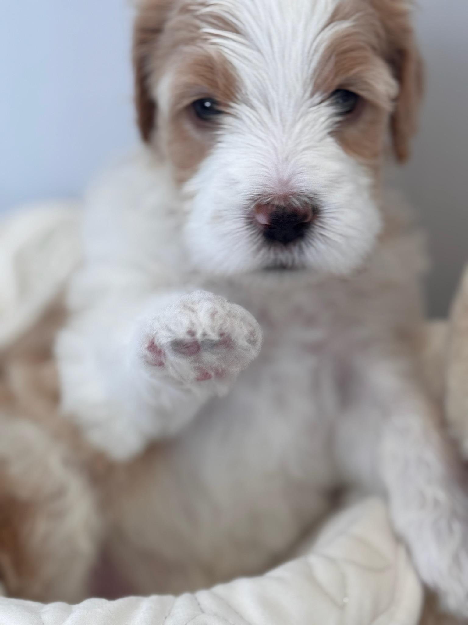 Pawfect Saint Berdoodles in Connecticut | Saint Berdoodle puppies ...