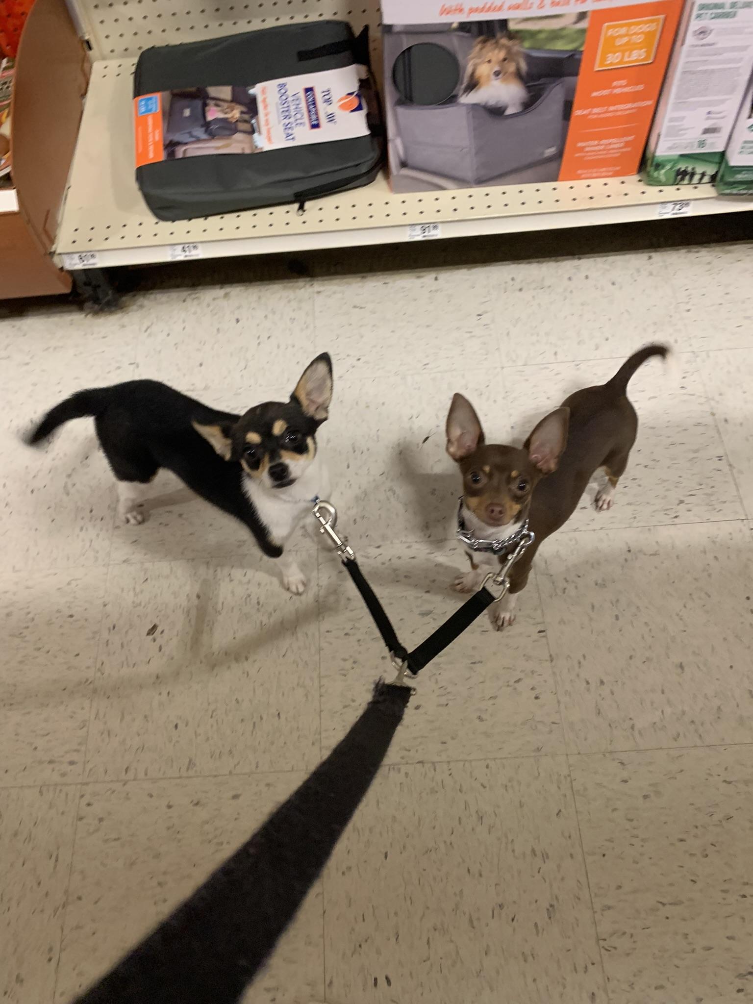 Wicked Envy Chihuahuas in Georgia | Chihuahua puppies | Good Dog