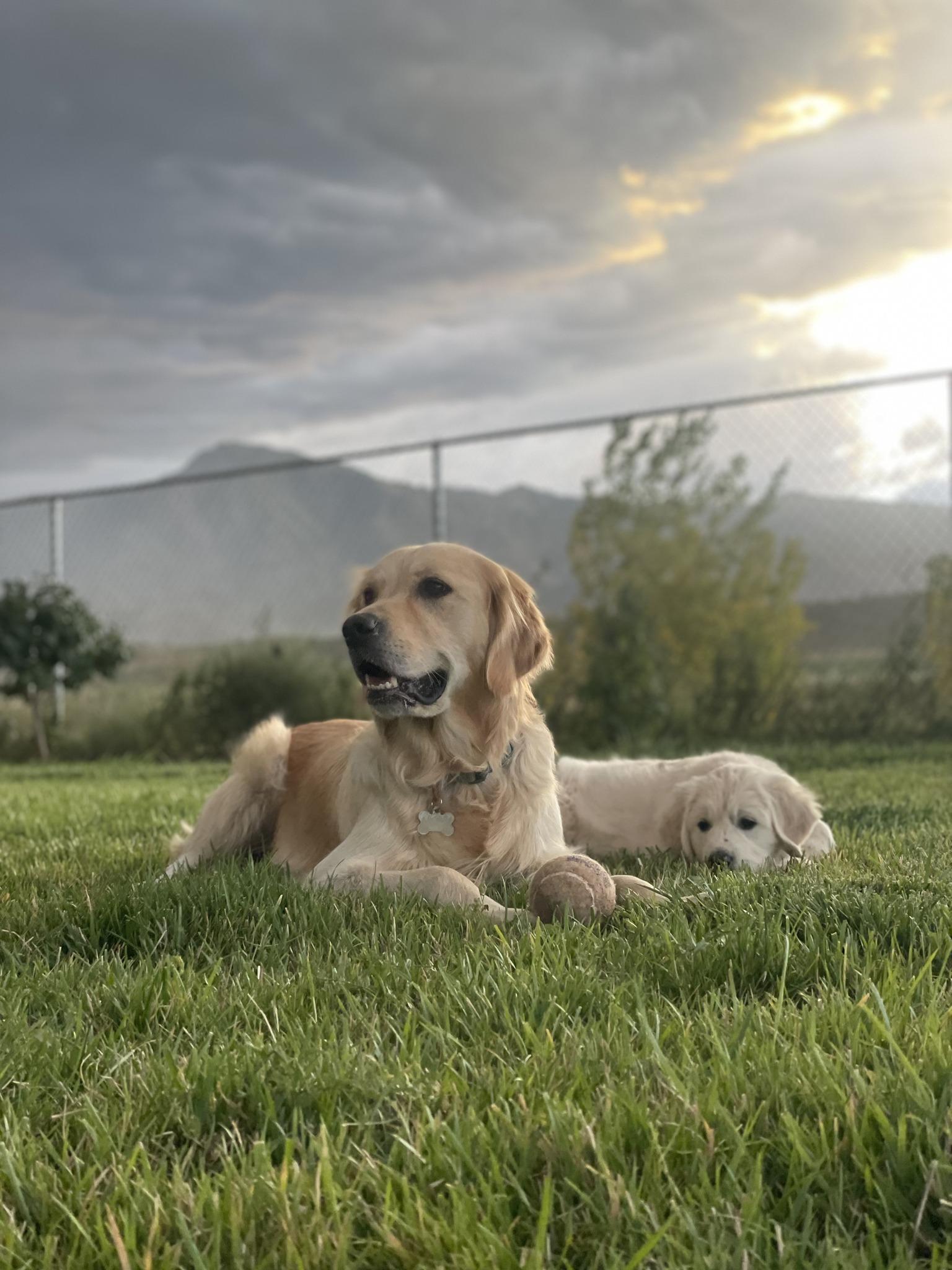 Bramble Berry Goldens in Utah | Golden Retriever puppies | Good Dog