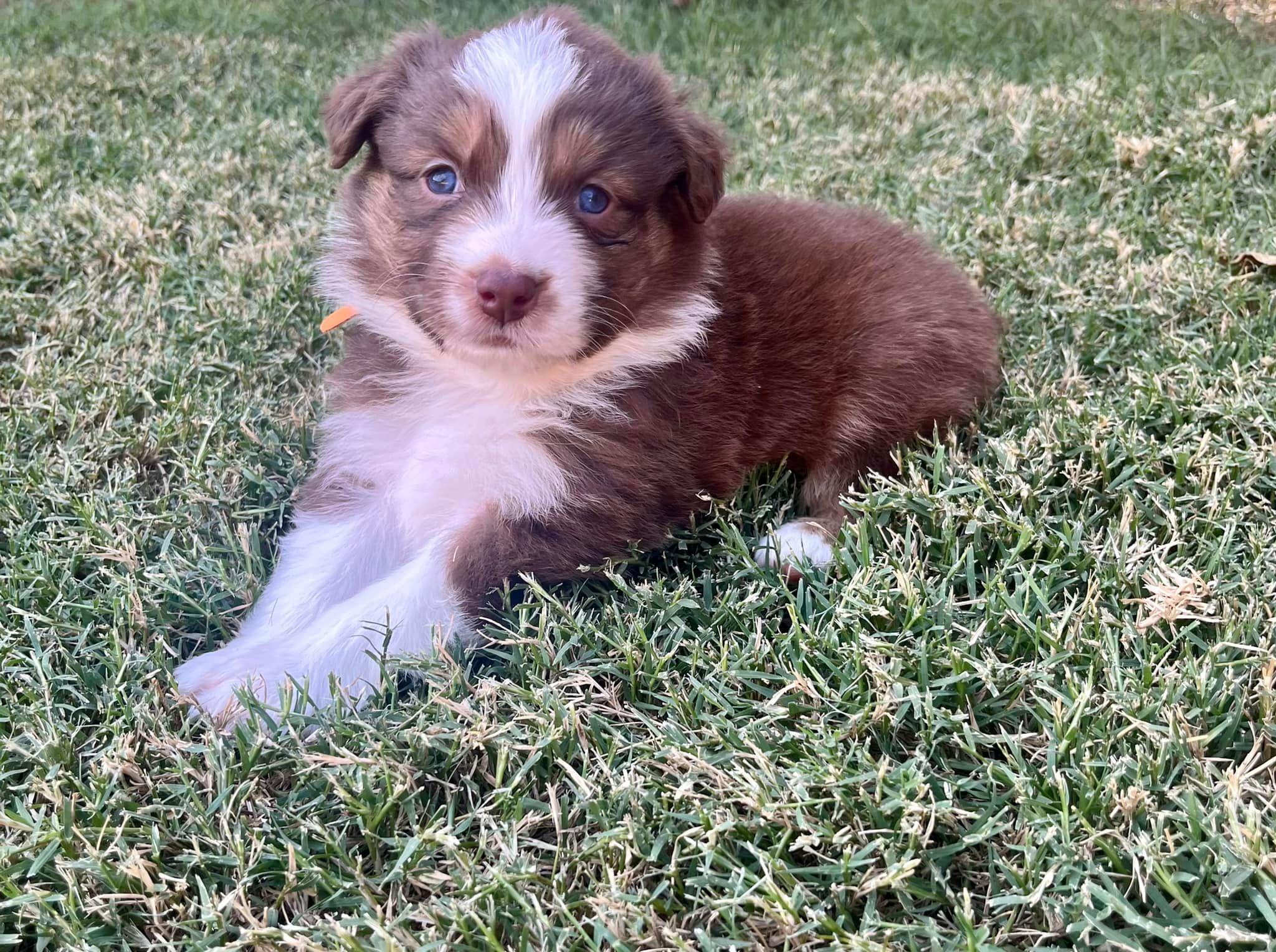 Brazier River Aussies in Texas | Australian Shepherd puppies | Good Dog