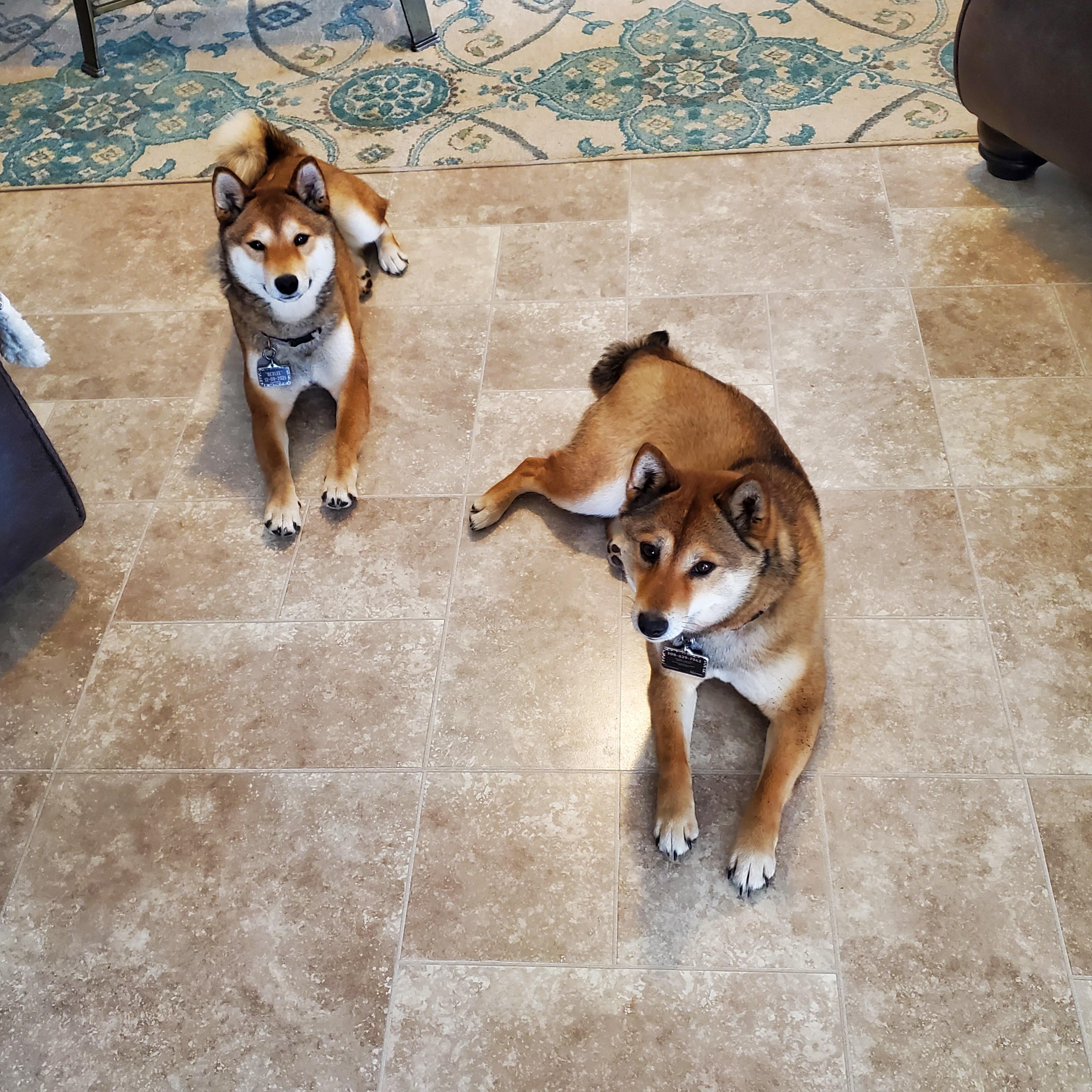 Sutton's Shiba Inus in Nebraska | Shiba Inu puppies | Good Dog