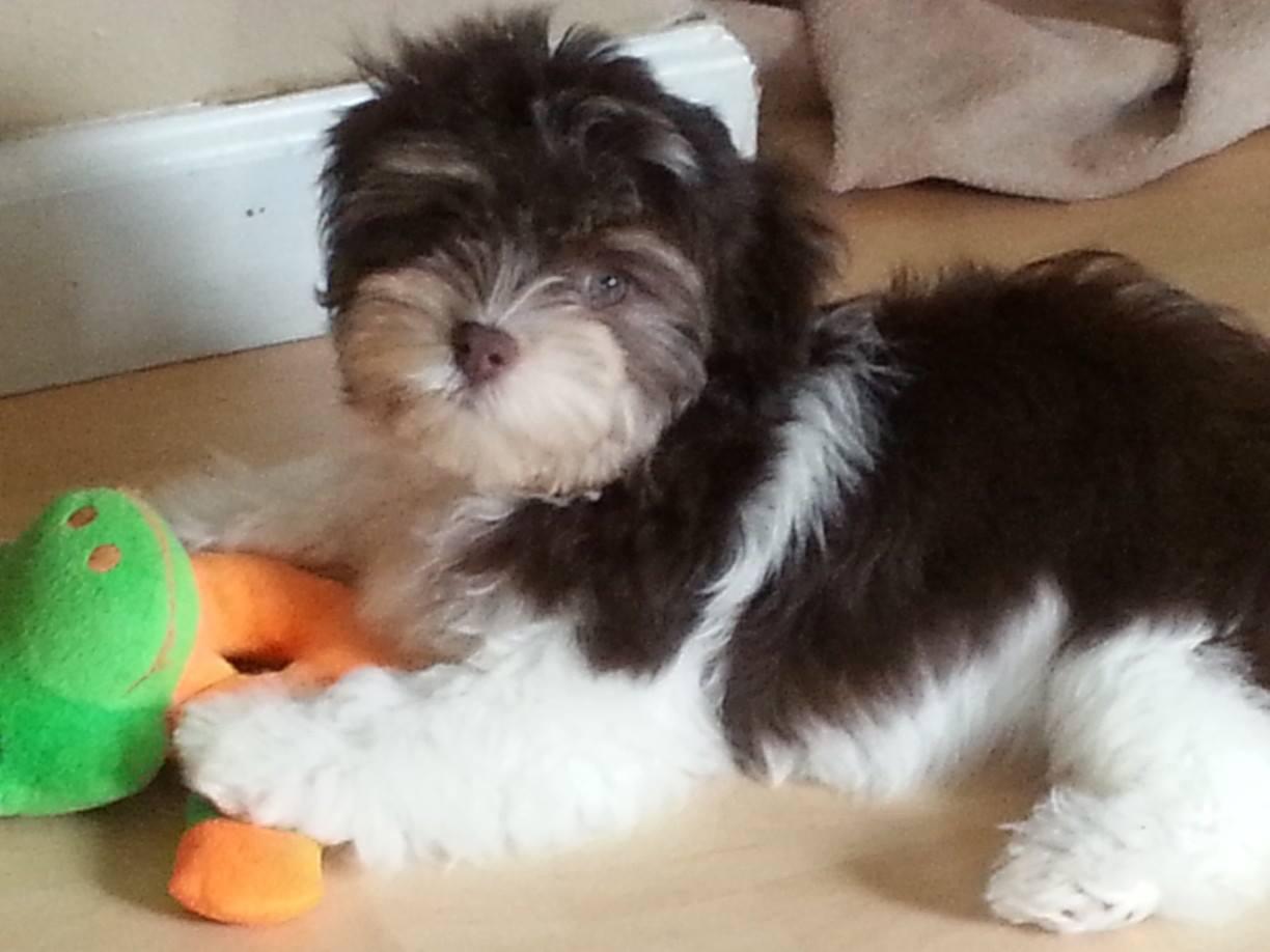 Candy Cross' Havanese and Miniature Poodles in Alabama | Havanese ...
