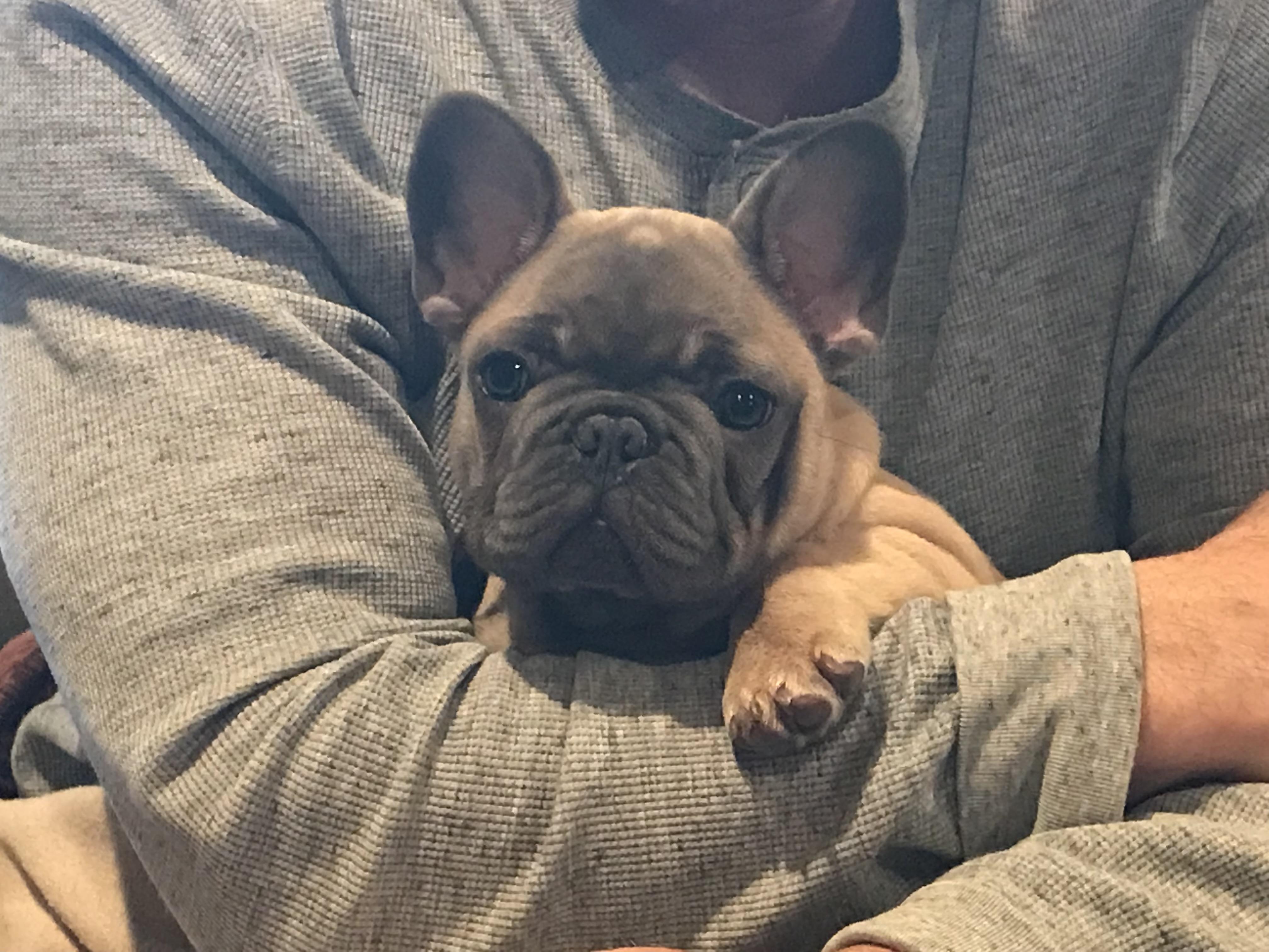 Grandiose Frenchies in Texas | French Bulldog puppies | Good Dog