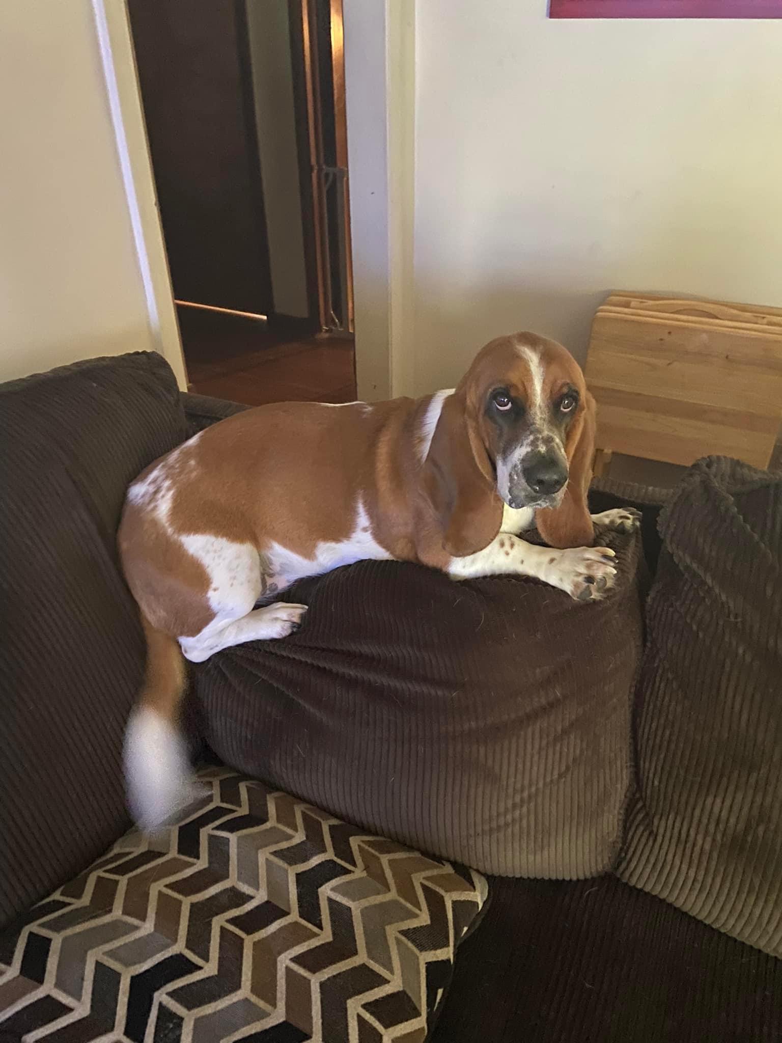 Michelle's Bassett Hounds in Kansas | Basset Hound puppies | Good Dog