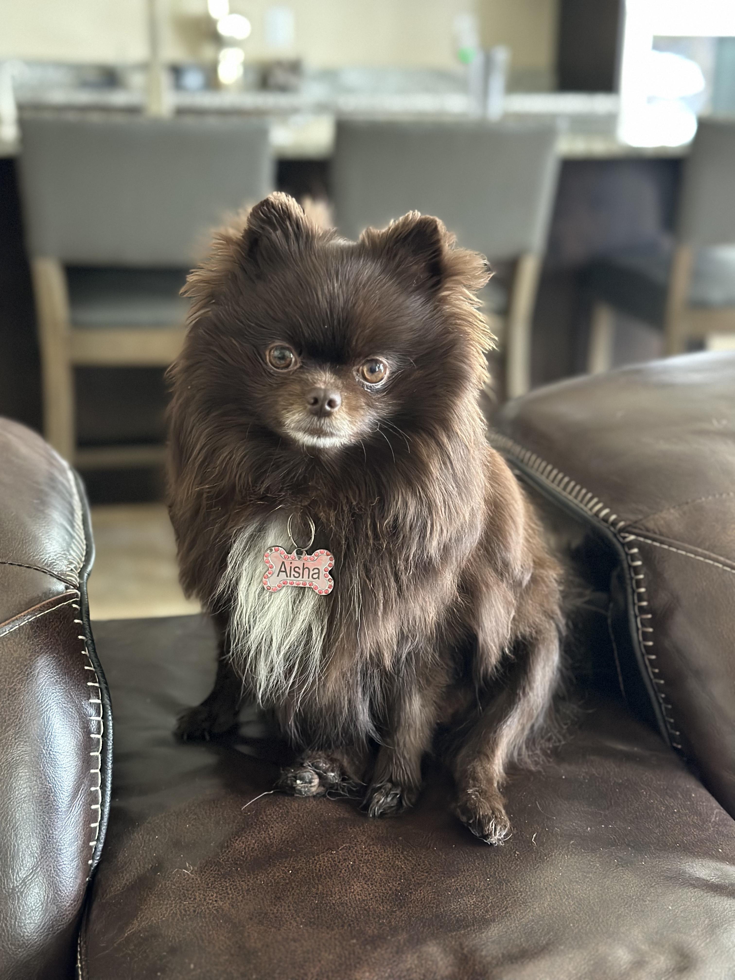 Rockstar Rigby Pomeranians in Utah | Pomeranian puppies | Good Dog