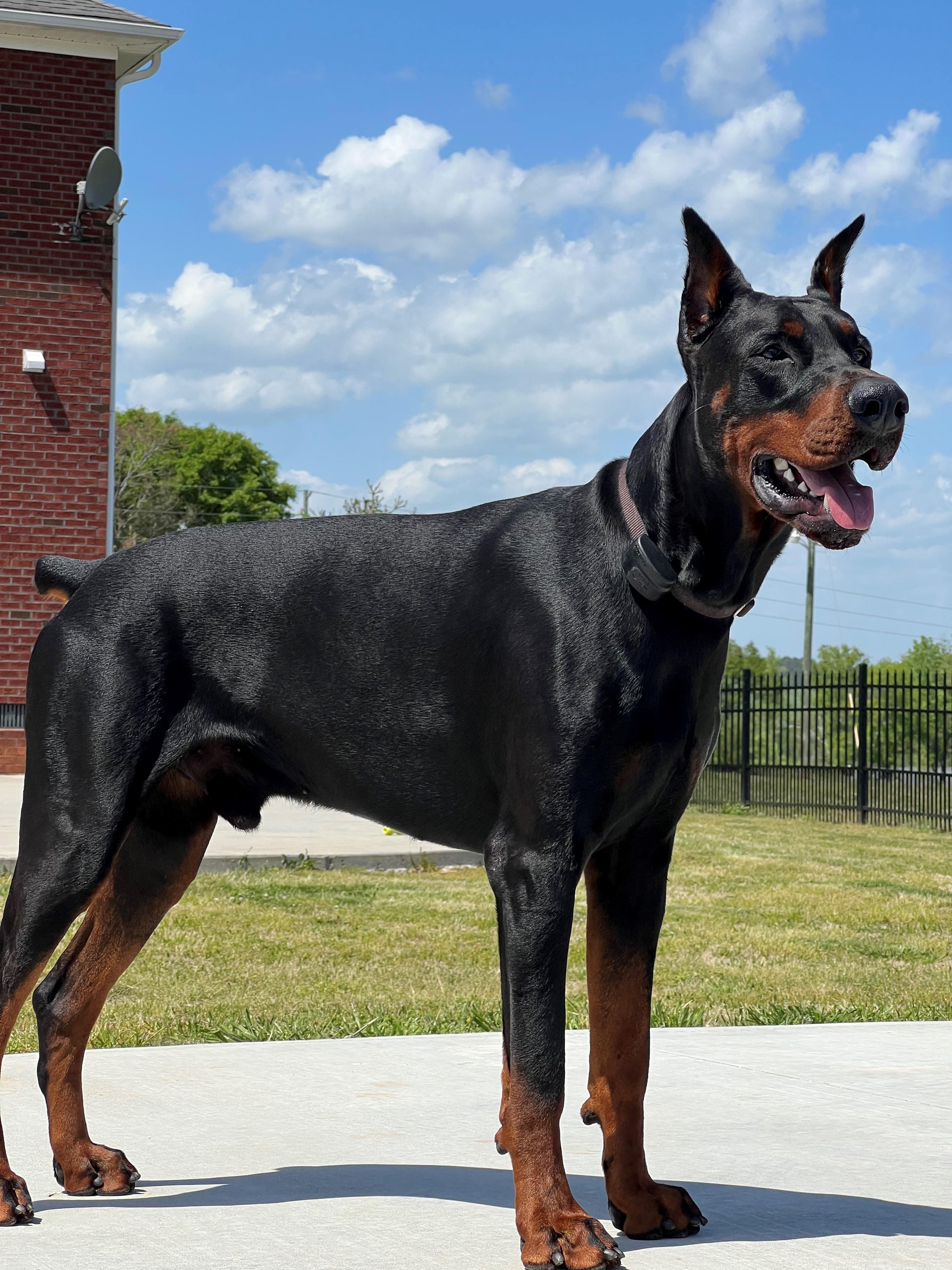Von Hubbard Dobermann in South Carolina | Doberman Pinscher puppies ...