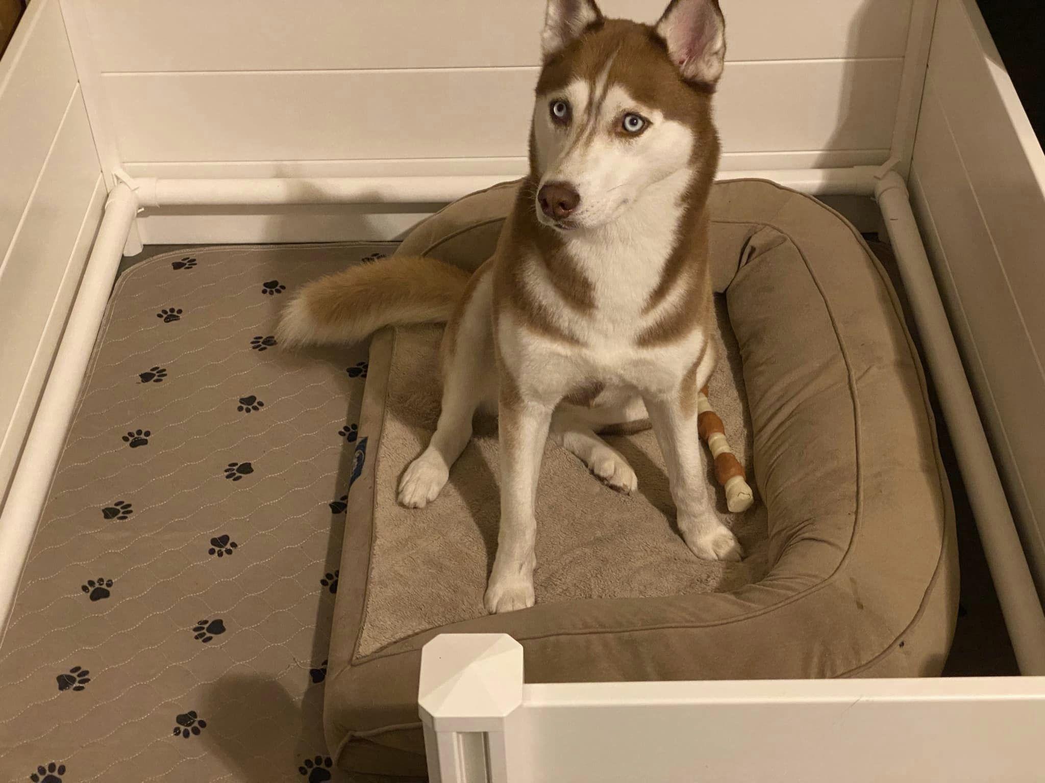 Blossom Pomskys in North Carolina | Siberian Husky puppies | Good Dog