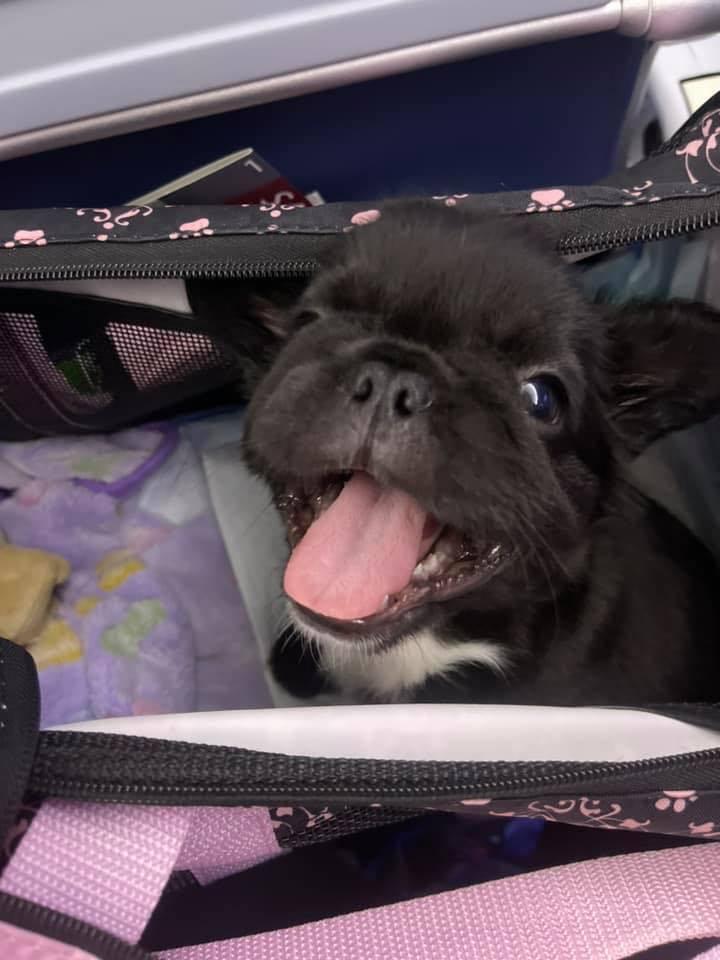 Fur Ever Boujee in California | French Bulldog puppies | Good Dog