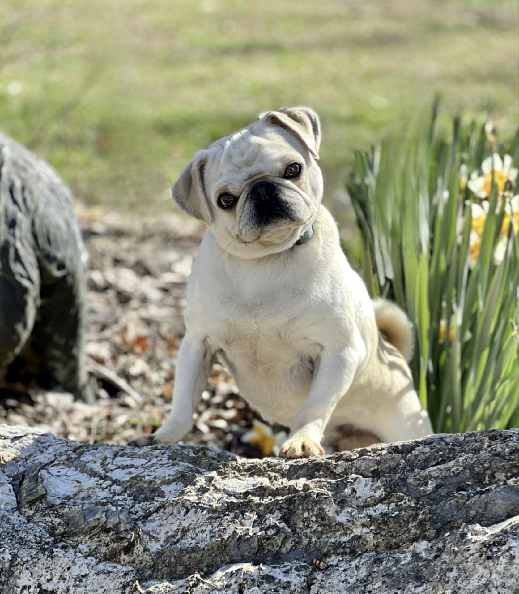 Bear Mountain Farms in Tennessee | Pug puppies | Good Dog