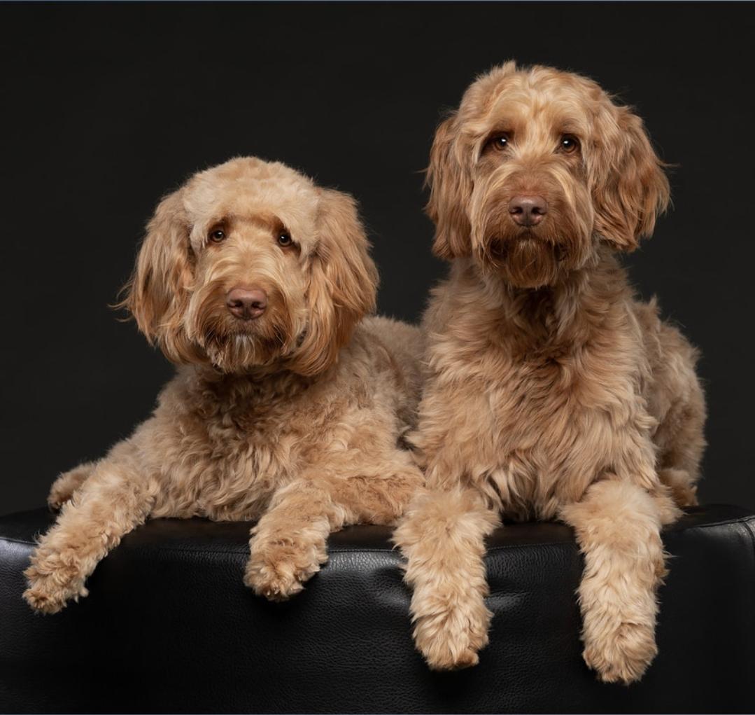 Cynology Doodles in Ohio | Goldendoodle and Assorted Doodle Crosses ...
