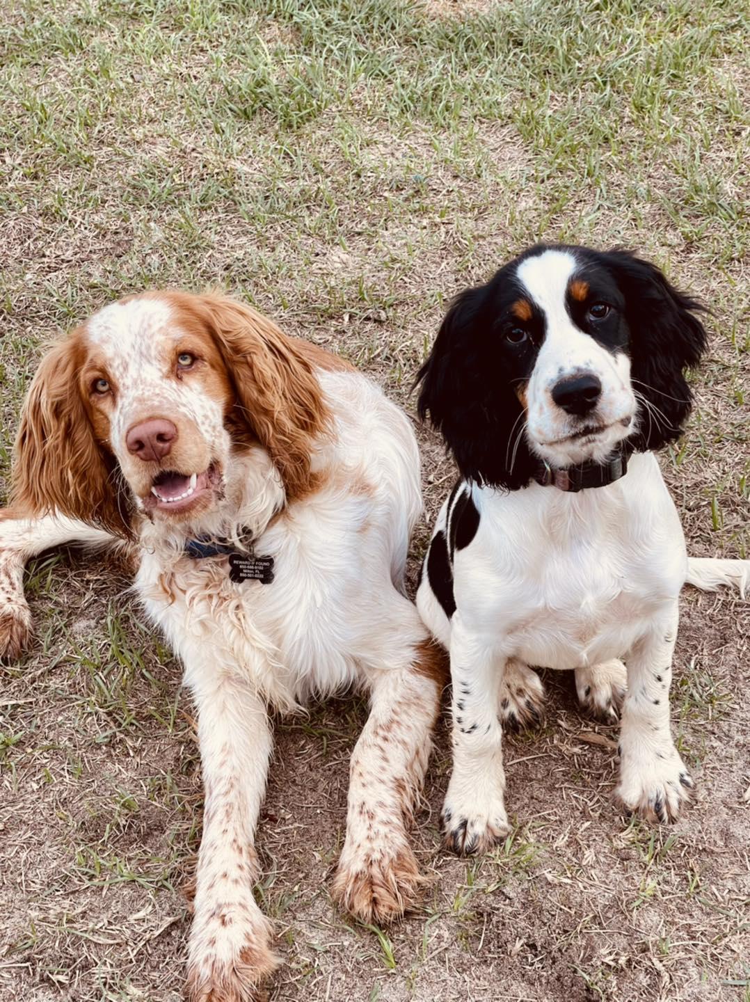 Bizzy Farms English Springer Spaniels in Florida | English Springer ...
