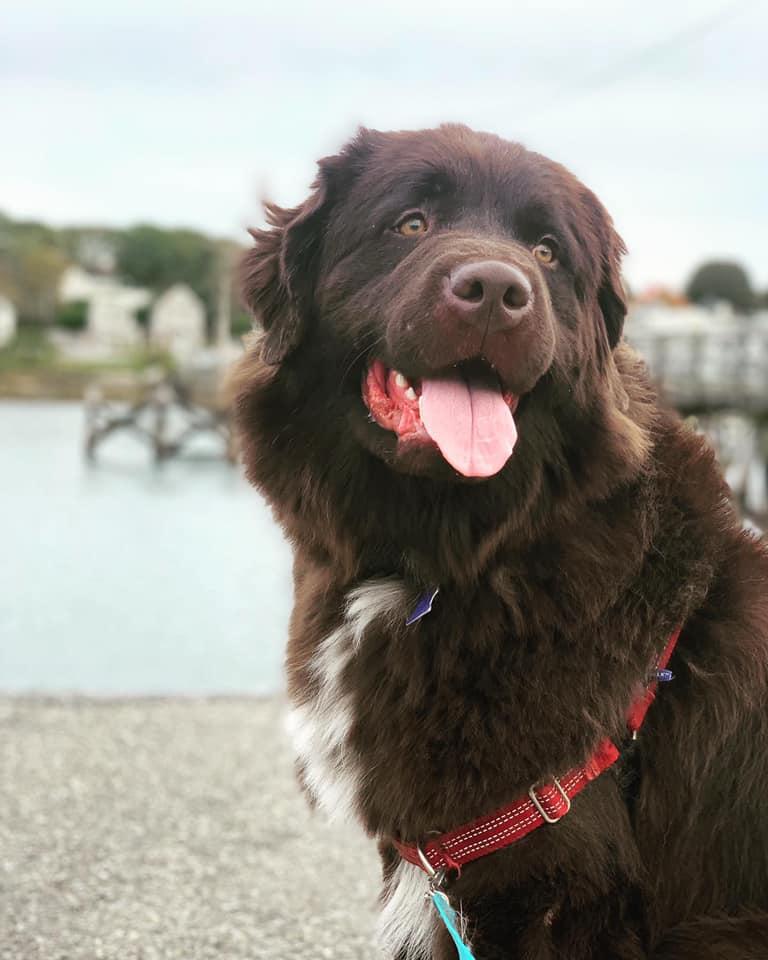 Little River Newfoundlands in Maine | Newfoundland puppies | Good Dog