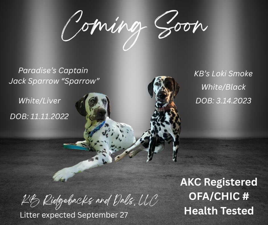 KB Ridgebacks and Dals, LLC in South Dakota | Dalmatian and Rhodesian ...