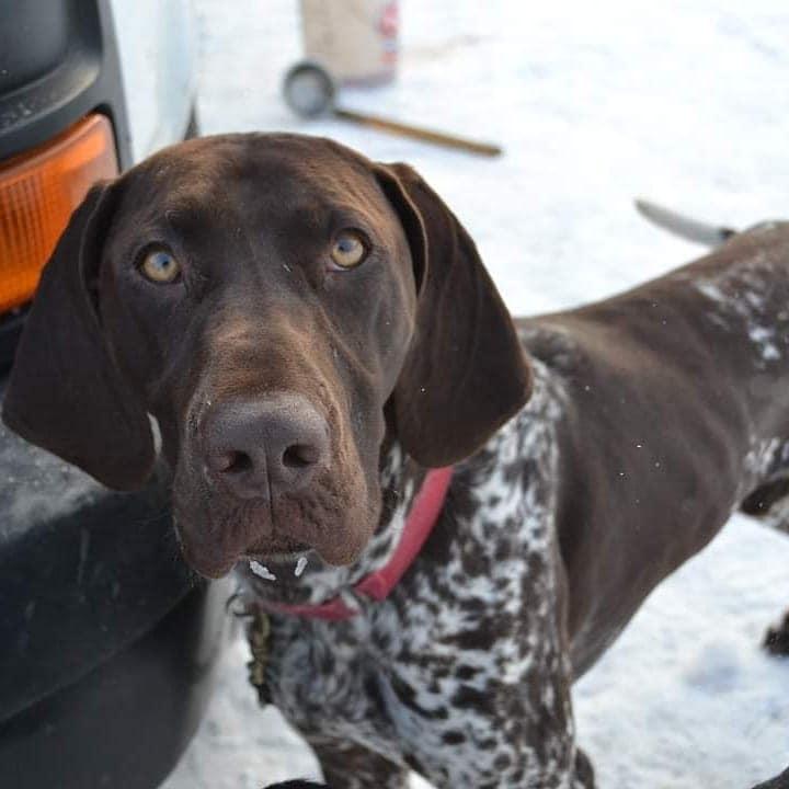 Kristen's German Shorthaired Pointers in Alaska | German Shorthaired ...