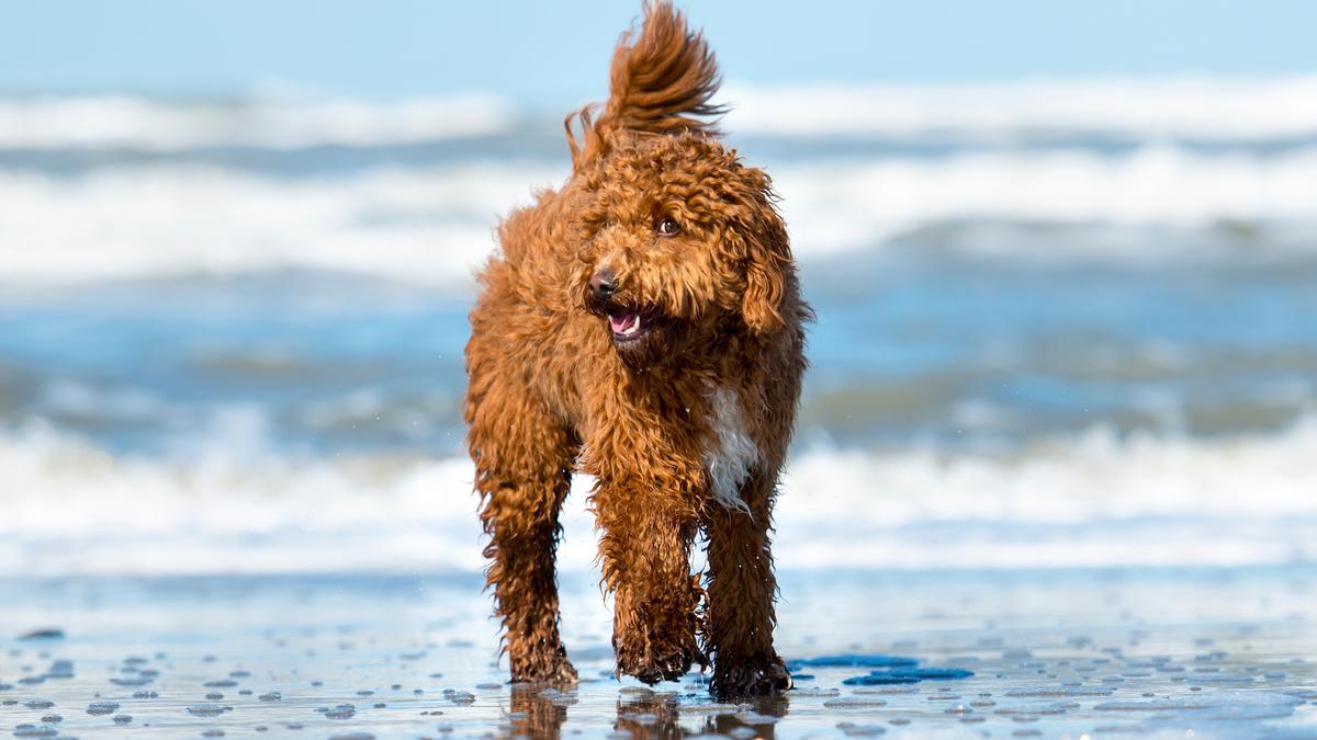 25 cute Irish Doodle puppies for sale in New York | Good Dog