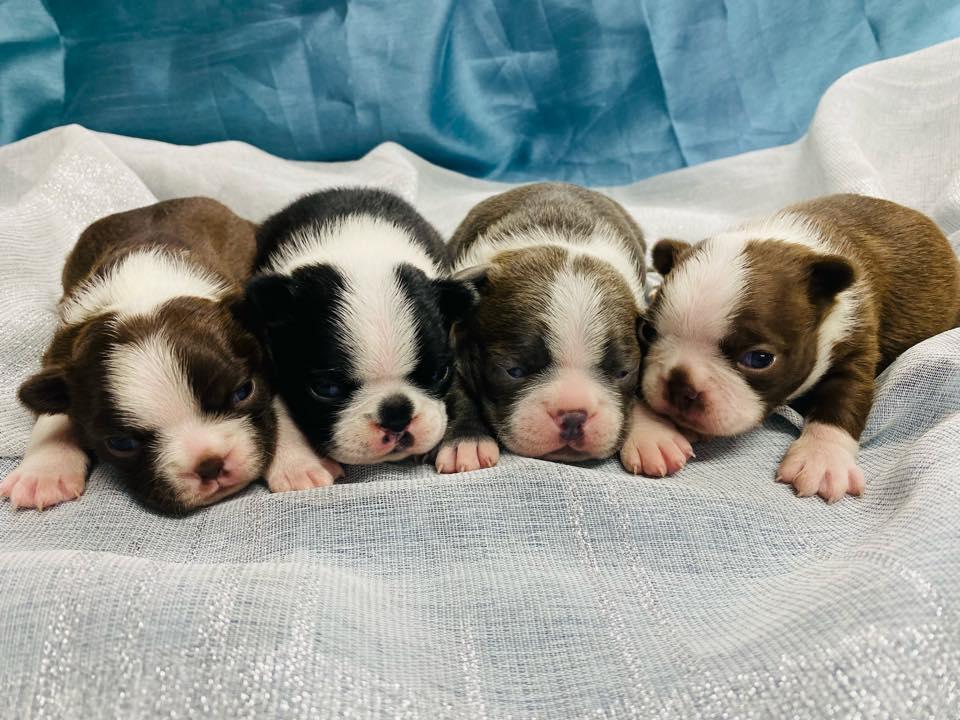 Billick's Bostons in Oregon | Boston Terrier and French Bulldog puppies ...