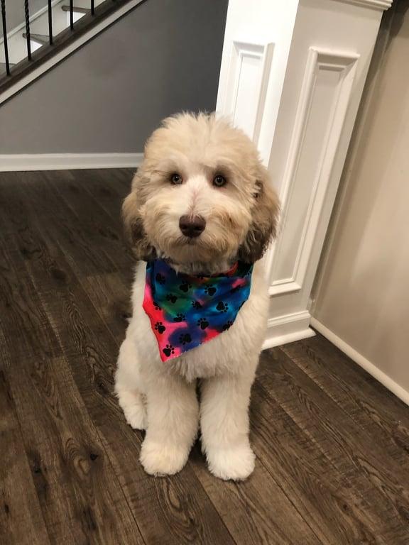 Ari's Labradoodles in Virginia | Dachshund and Labradoodle puppies ...