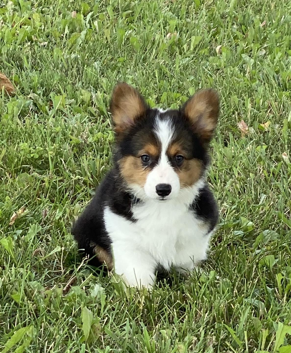 Infinity Corgis in Iowa | Pembroke Welsh Corgi puppies | Good Dog