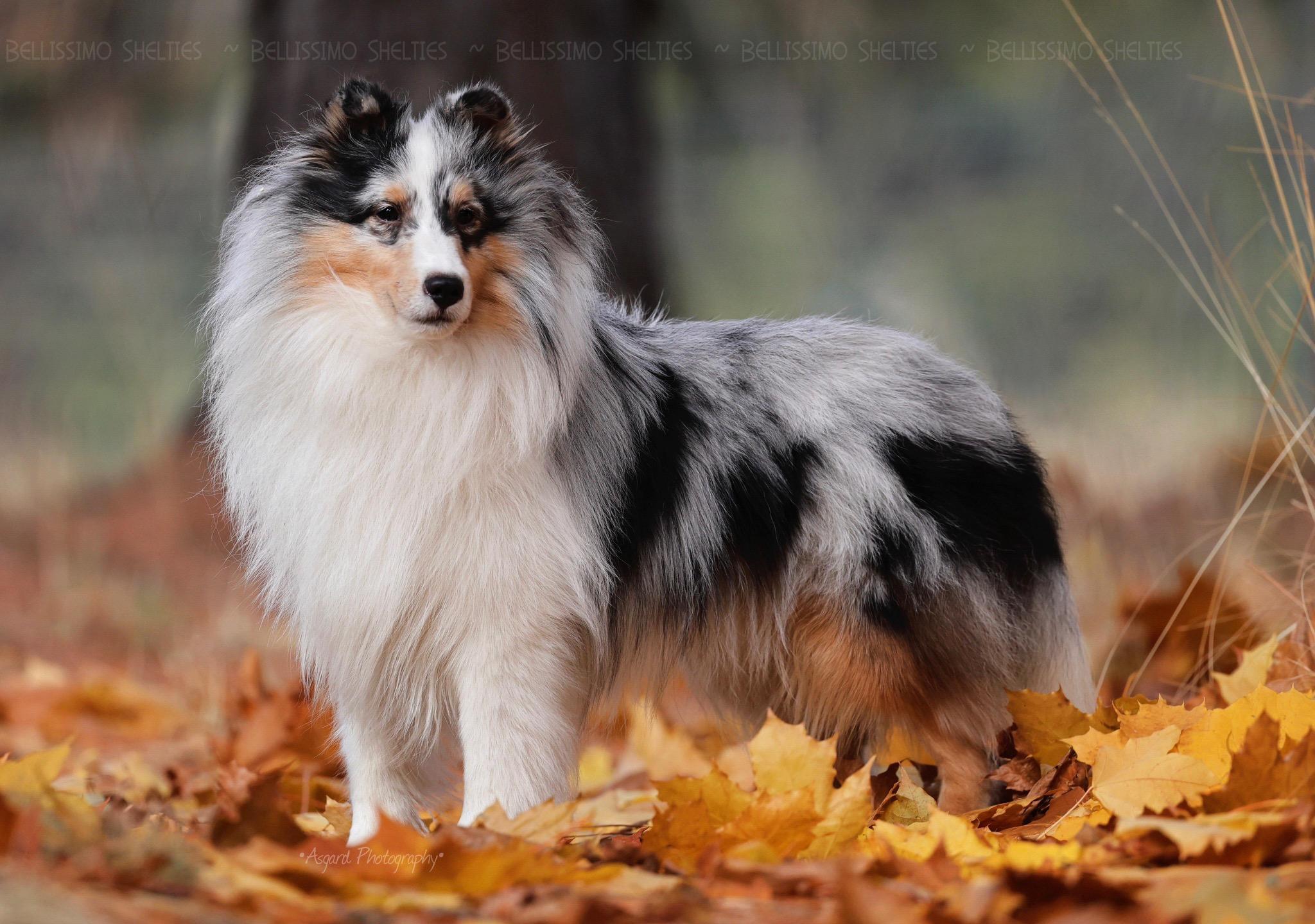 Bellissimo Shelties in Idaho | Shetland Sheepdog puppies | Good Dog