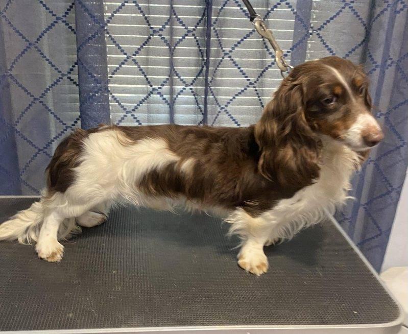 Doxie Dynasty in Illinois | Dachshund puppies | Good Dog