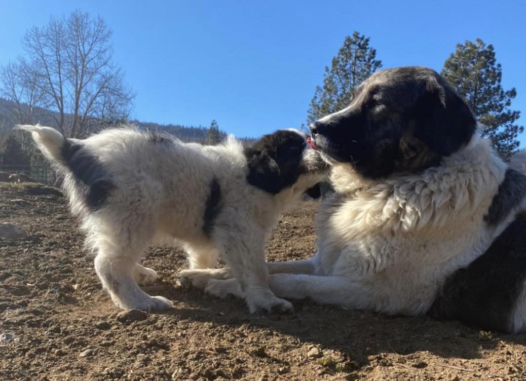 Lightning T Karakachans in California | Karakachan puppies | Good Dog