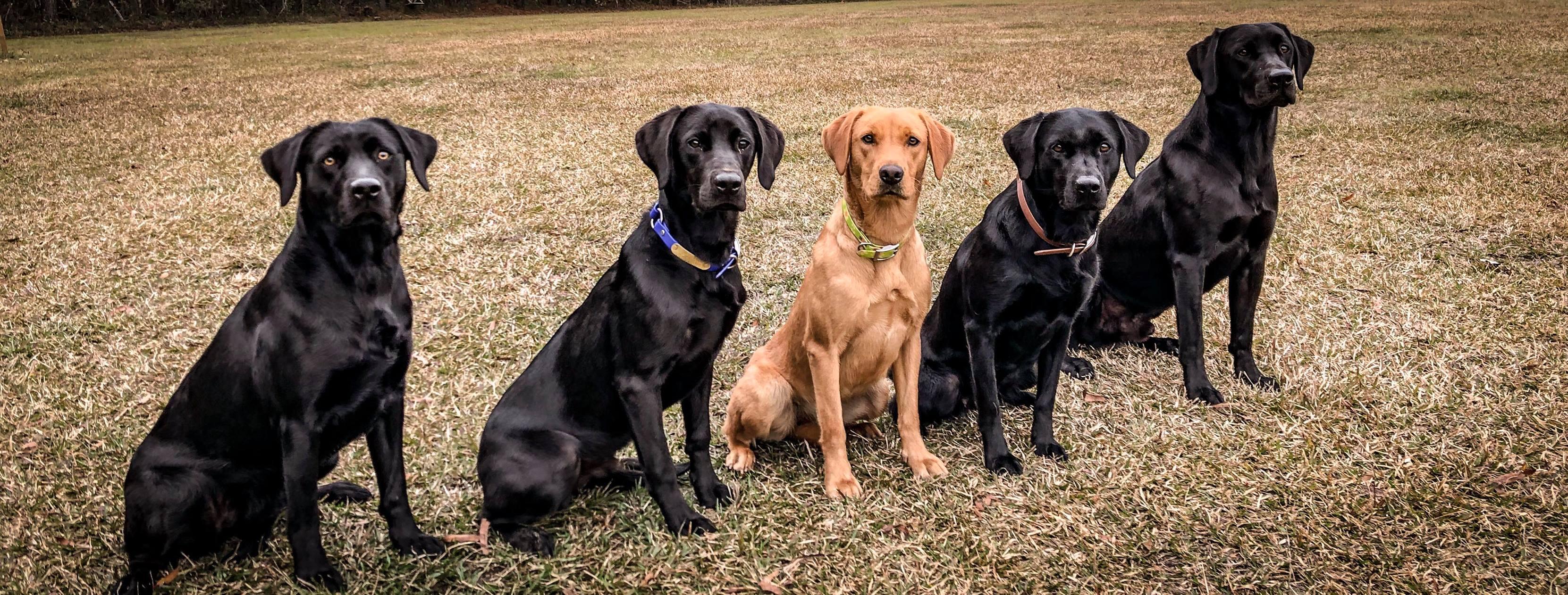 Southern Oak Kennel - East in South Carolina | Labrador Retriever ...