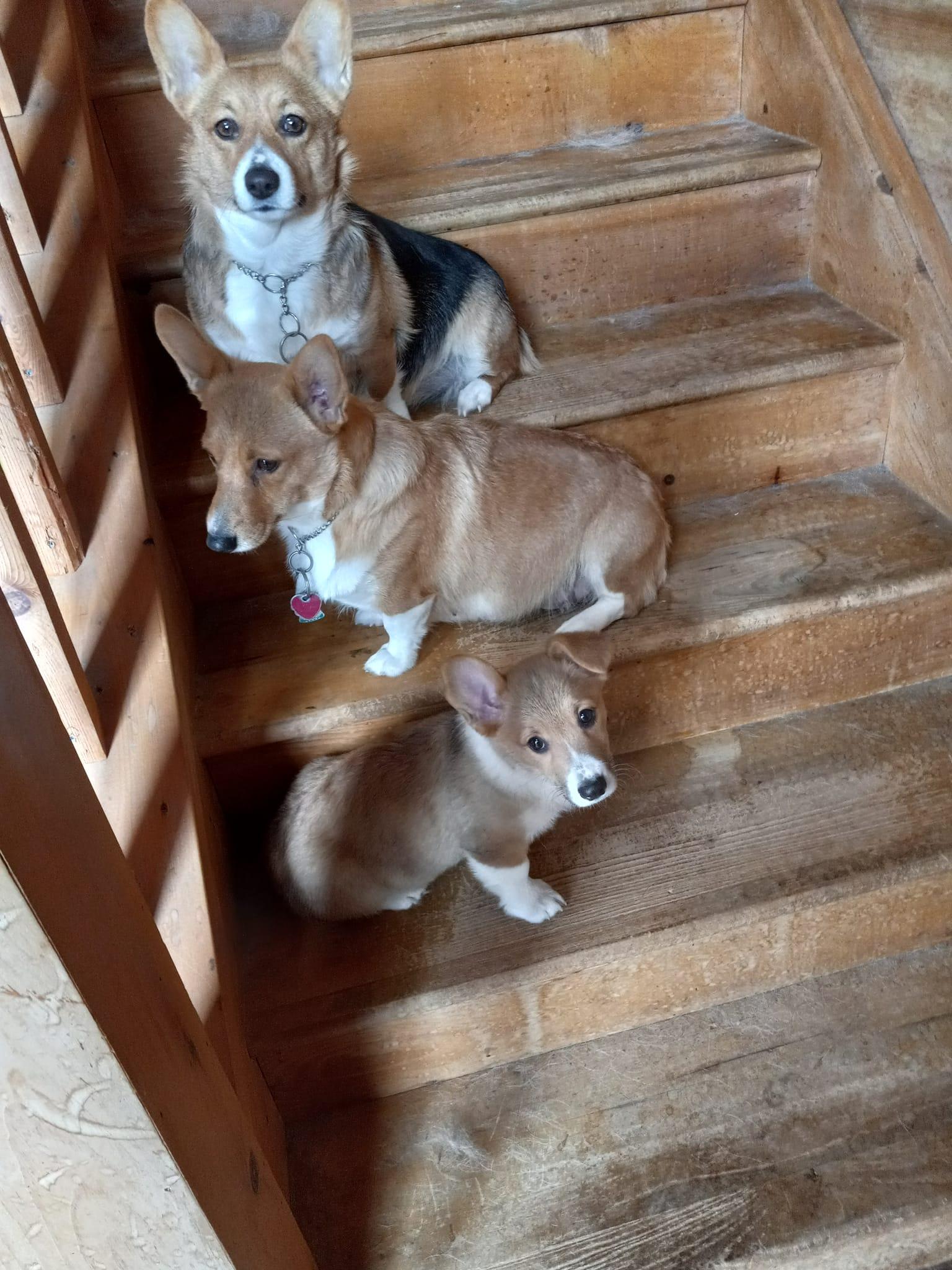 Welsh Dragon Pembroke Welsh Corgis in Ohio | Pembroke Welsh Corgi ...