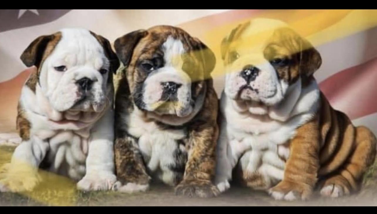 Waltman's Bulldog's in Kansas | Bulldog puppies | Good Dog