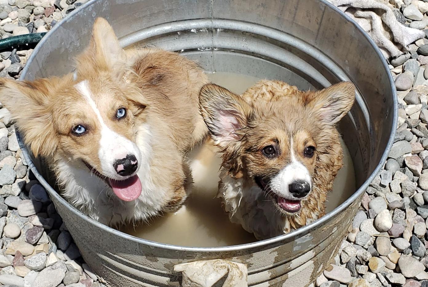 Wigglebutts Ranch Corgis in Colorado | American Corgi puppies | Good Dog