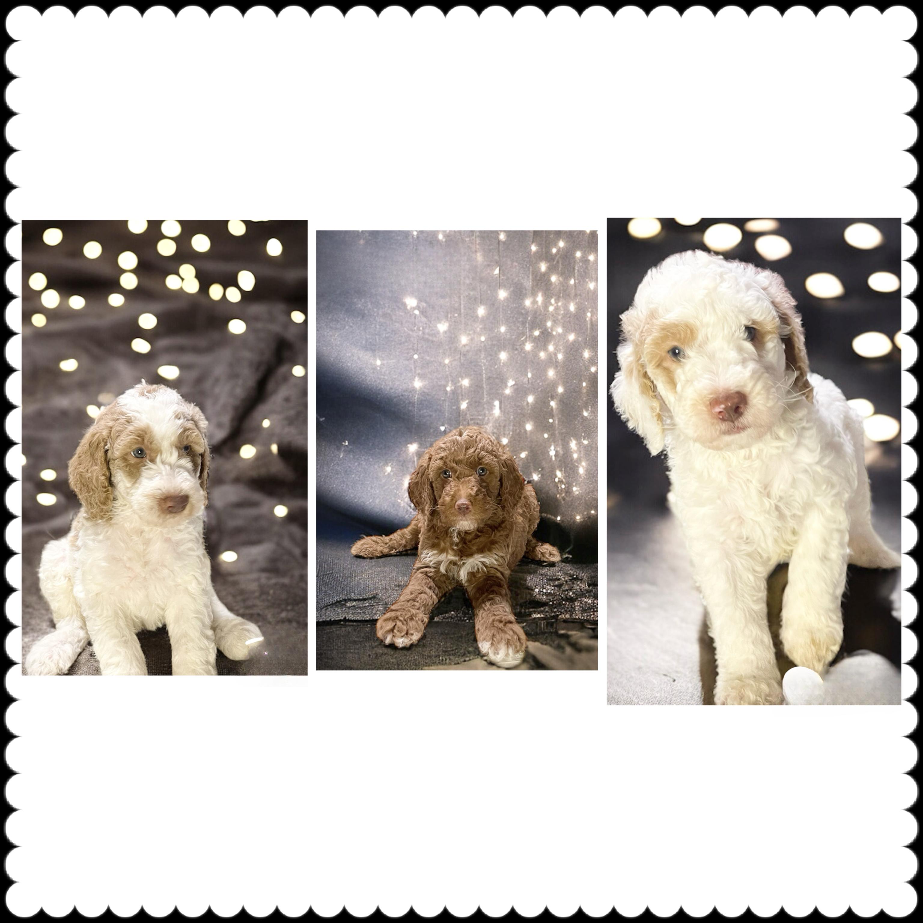 Estrella Elite Doodles in Alabama | Goldendoodle puppies | Good Dog