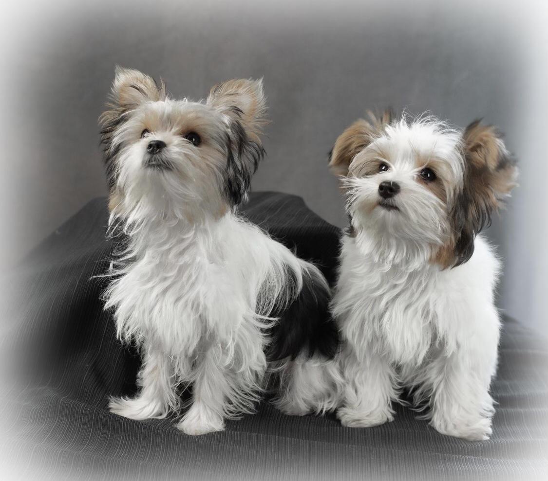 CT Fuzzy Bugs - Biewer Terriers in Connecticut | Biewer Terrier puppies ...