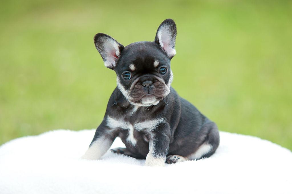 Painted Desert Frenchies in Arizona | French Bulldog puppies | Good Dog