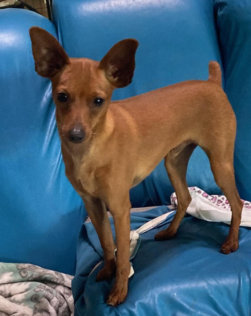 Sun Run in Oklahoma | Miniature Pinscher and Russian Toy puppies | Good Dog