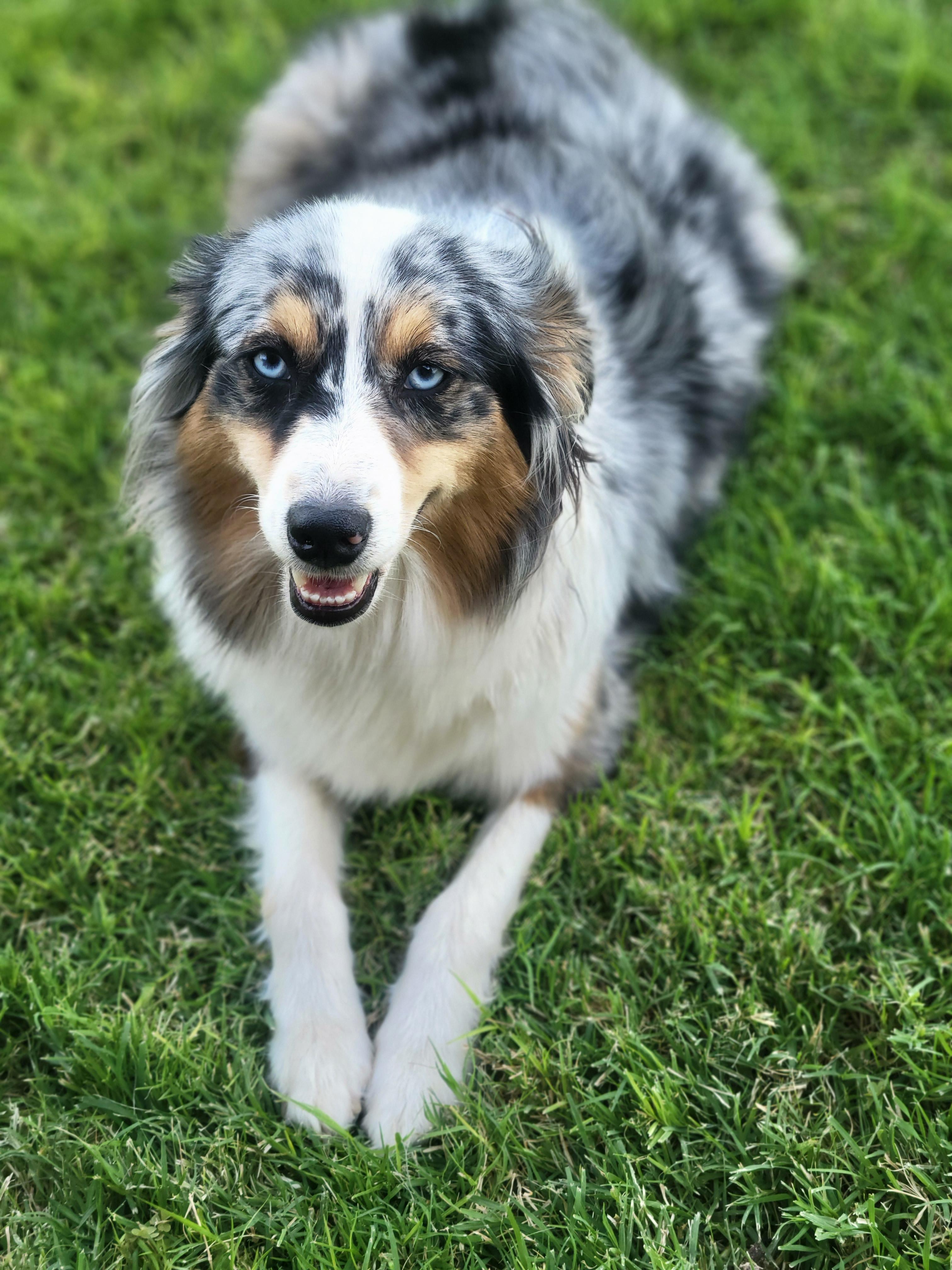 Rejino Mini & Toy Aussies in Texas | Miniature Australian Shepherd ...
