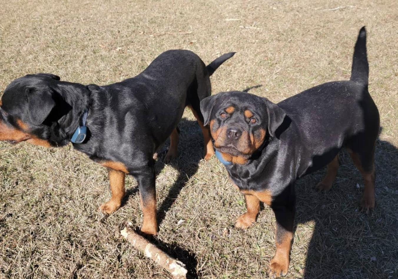 Vom Zamozdra Haus Rottweilers in Mississippi | Rottweiler puppies ...