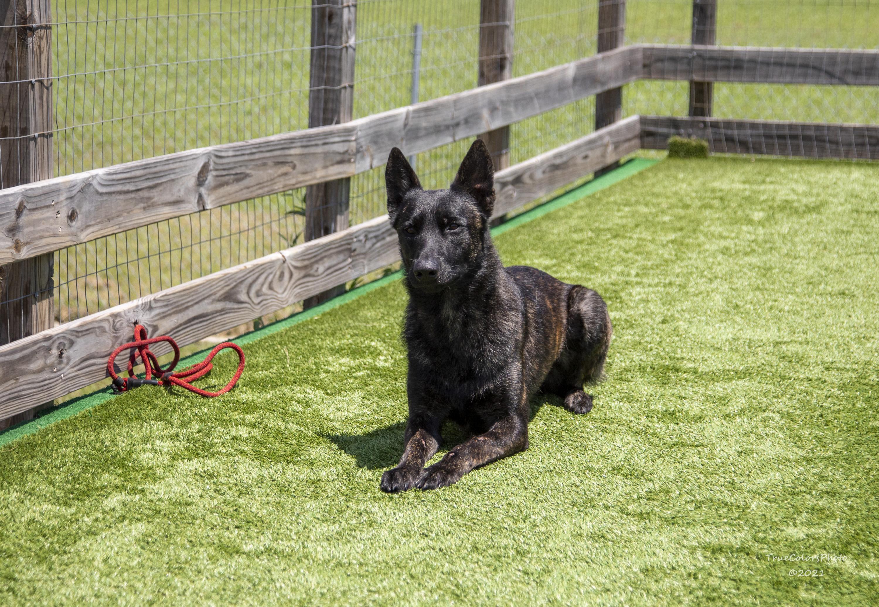Dark Storm Shepherds in Texas | Dutch Shepherd puppies | Good Dog