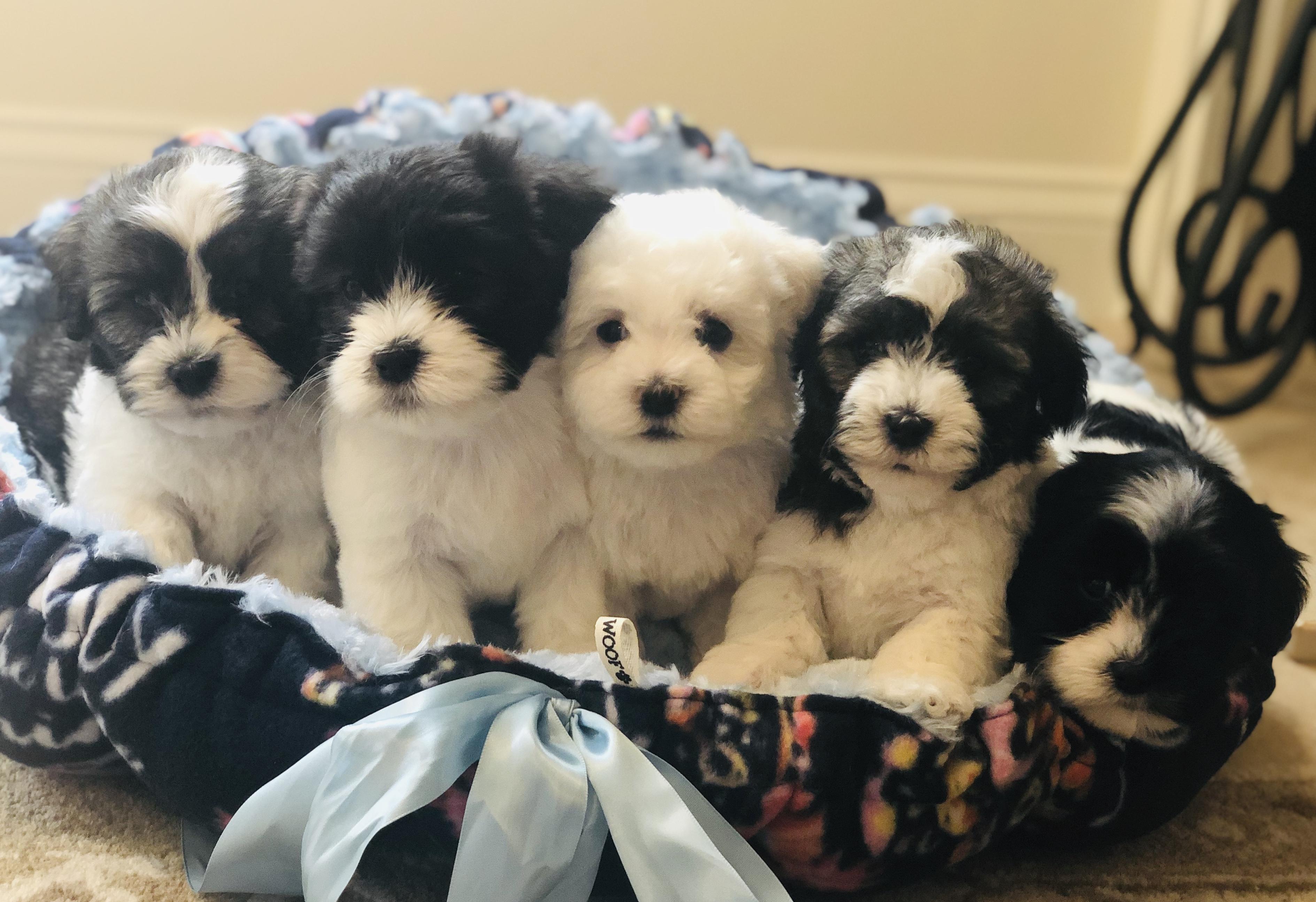 InVolo Papillons & Havanese in New Jersey | Havanese and Papillon ...